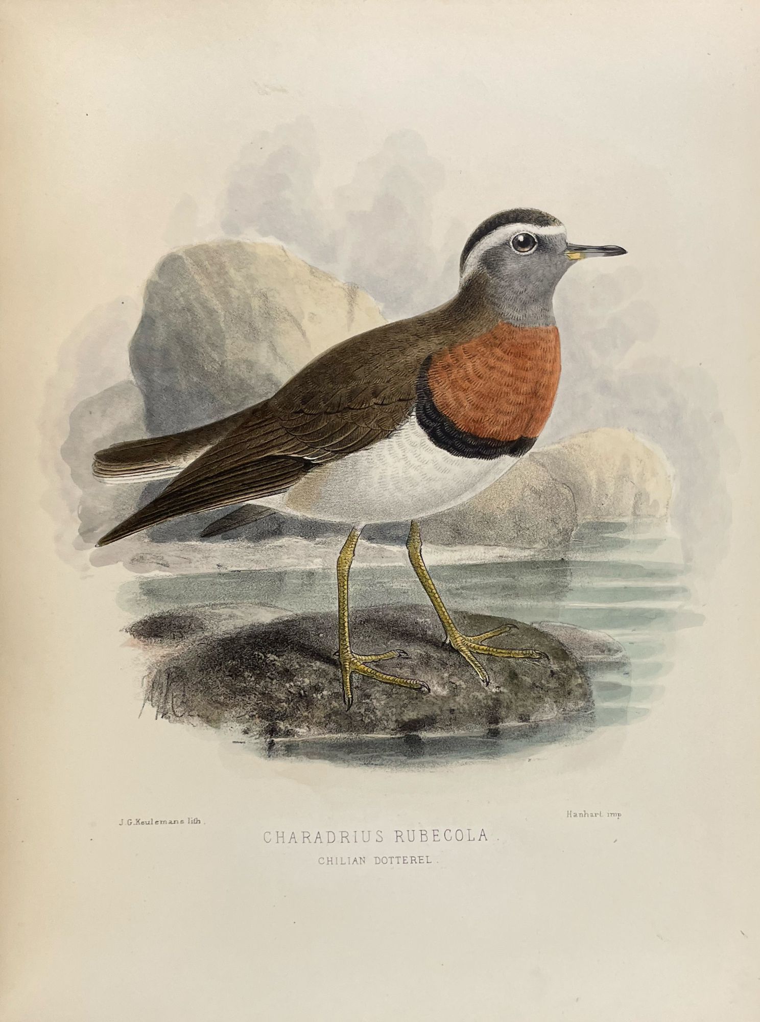 The Geographical Distribution of the family Charadriidae, or the ...