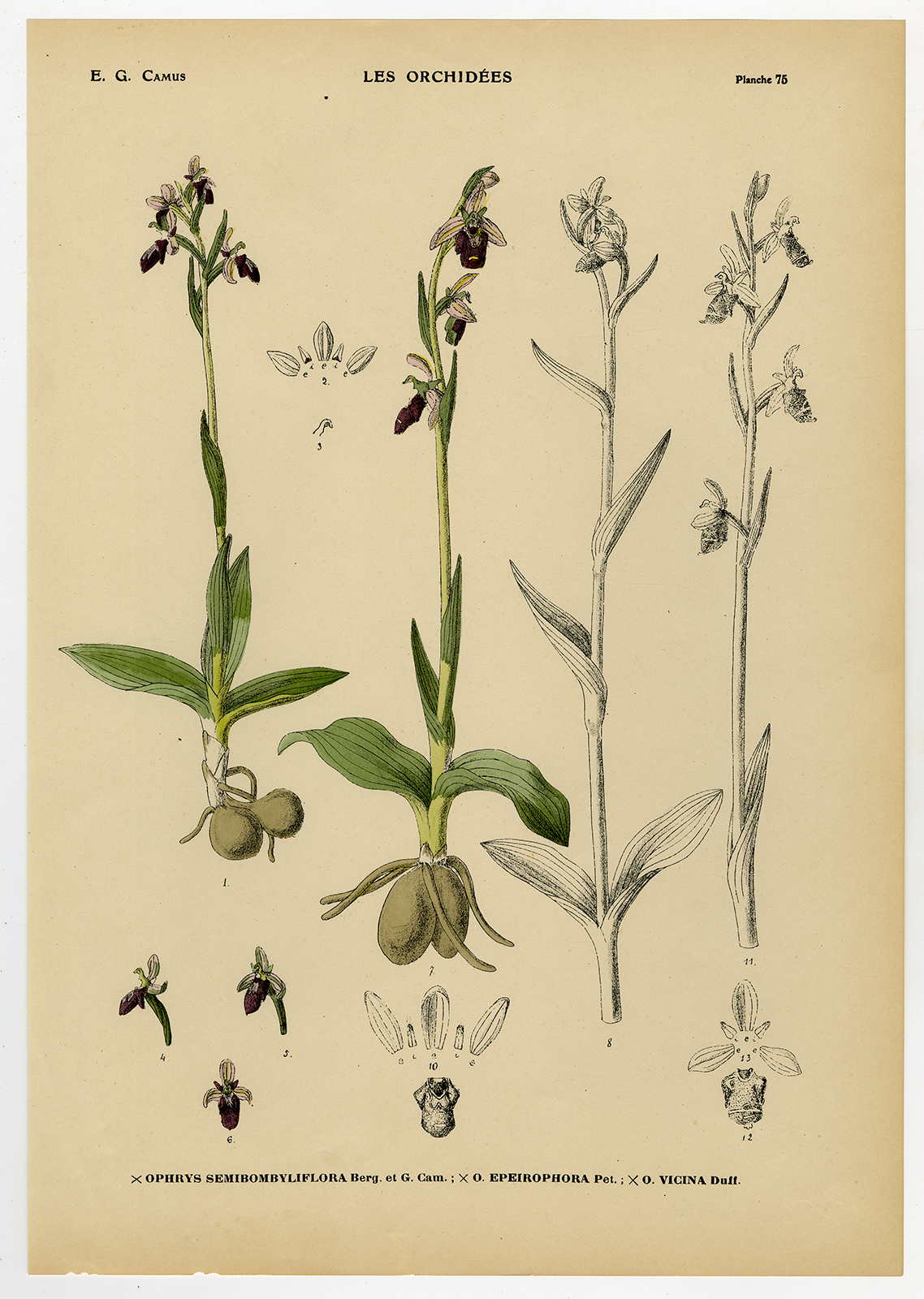 Antique Print-Natural history-botanical-orchid-Ophrys semibombyflora ...