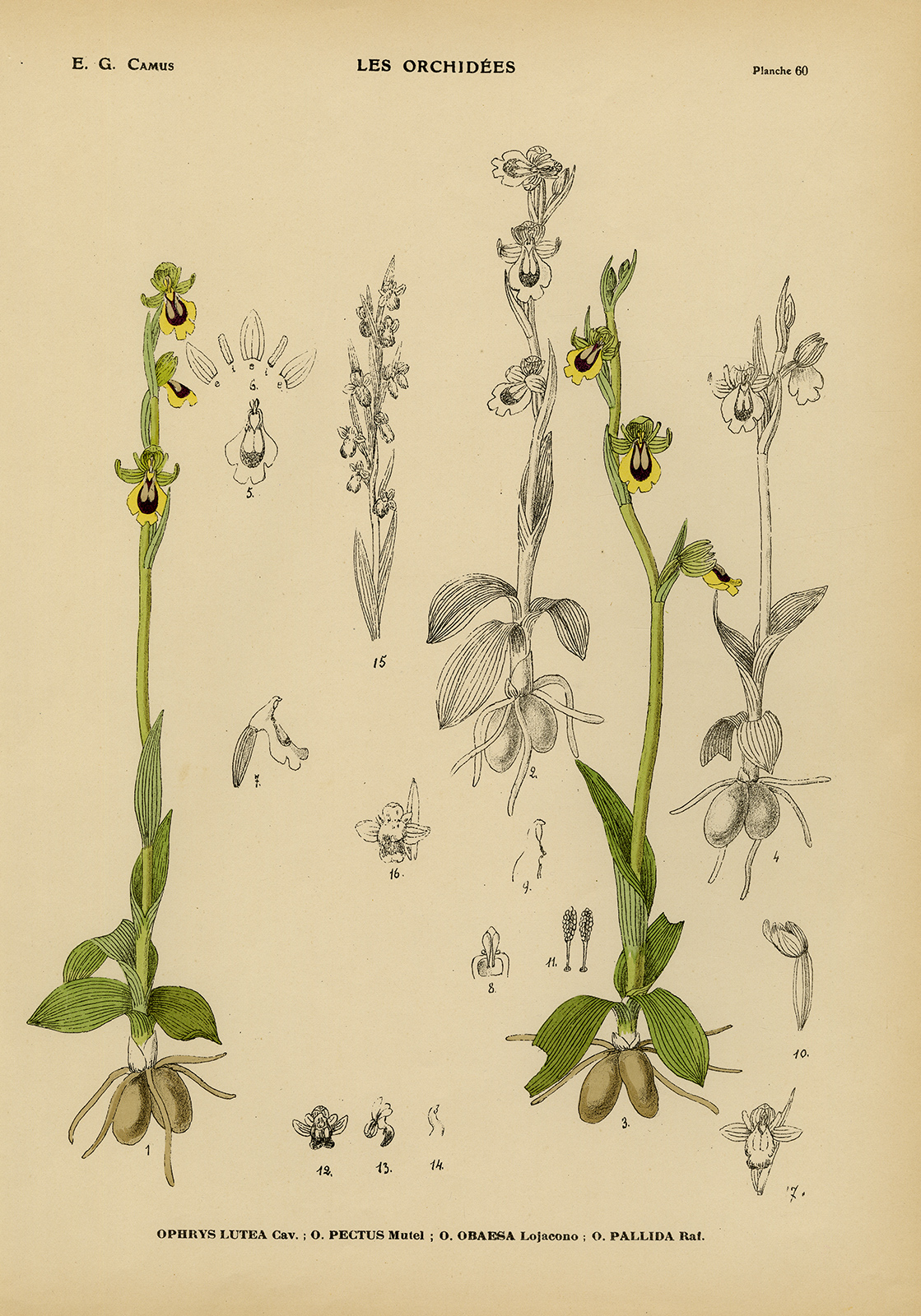 Antique Print-Natural history-botanical-orchid-Ophrys lutea-Camus-1921 ...