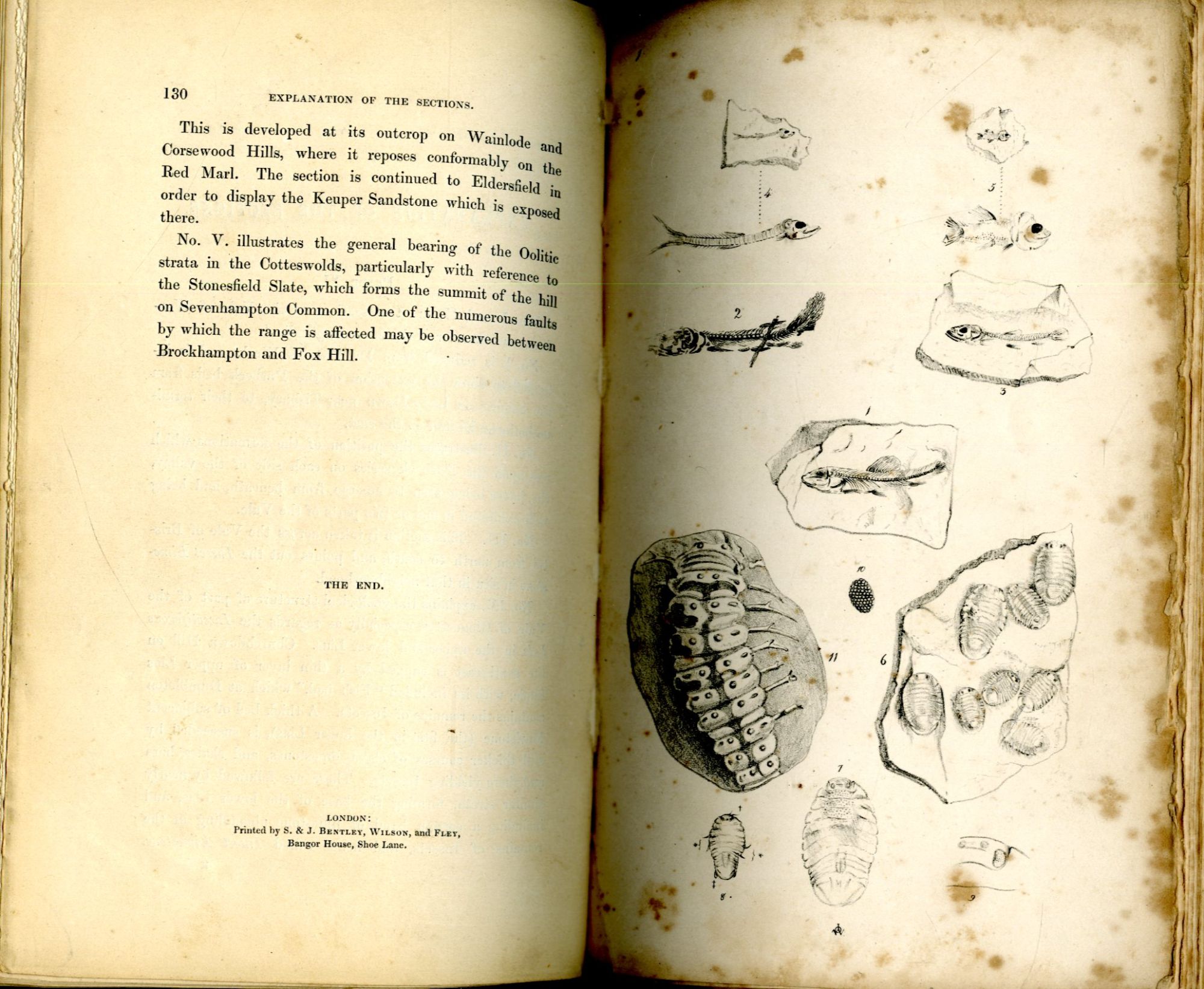 A History of the Fossil Insects in the Secondary Rocks of England by ...