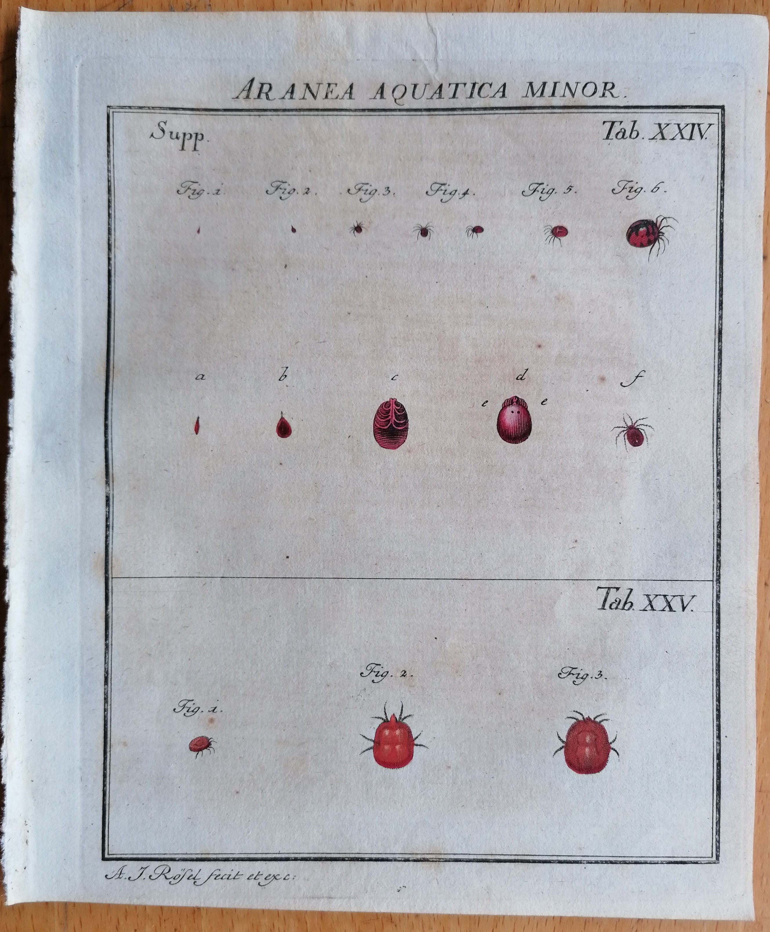 Insects Aranea aquatica - Original Print Roesel Insekten-Belustigung ...