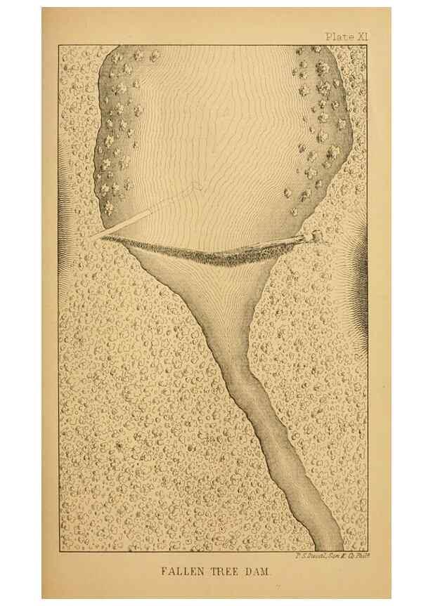 Reproducción/Reproduction 8357337099: The American beaver and his works ...