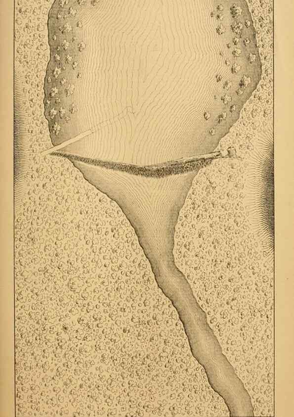 Reproducción/Reproduction 8357337099: The American beaver and his works ...