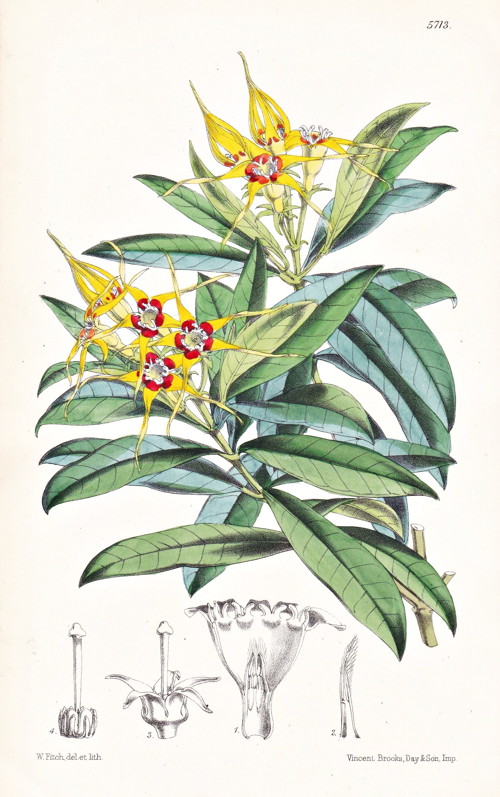 "Strophanthus Capensis. South African Strophanthus. Tab. 5713" - South ...