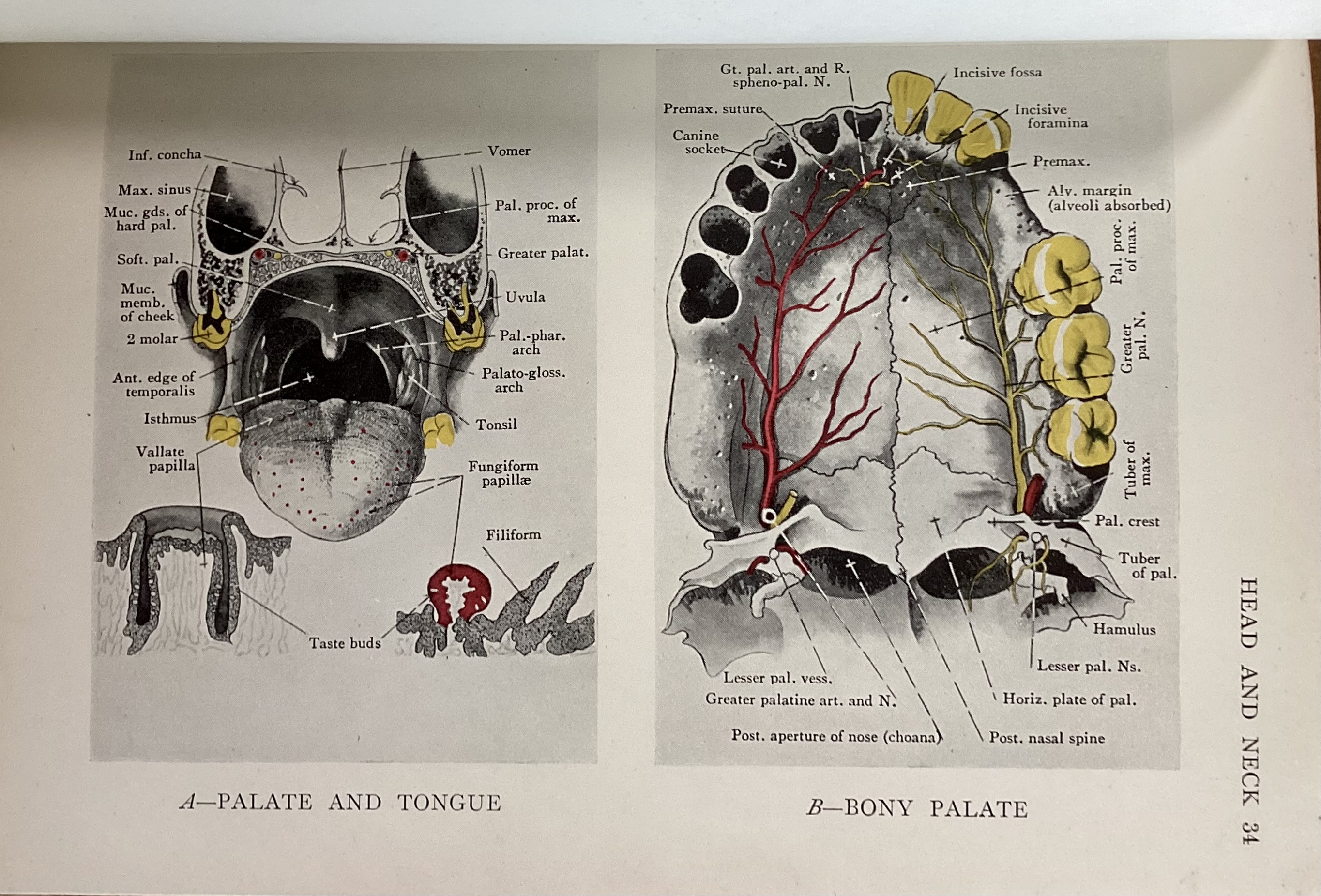 Illustrations of Regional Anatomy section2 Head And Neck by E B ...