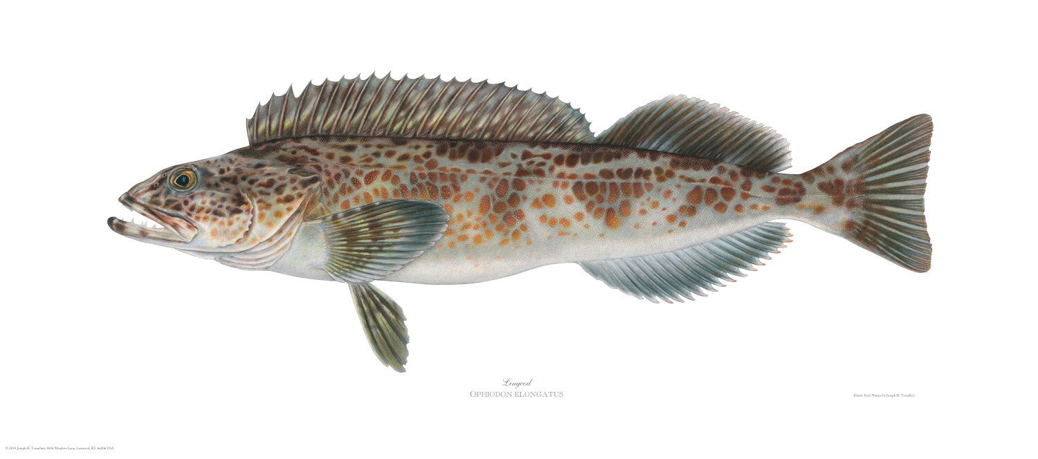 Lingcod by Joseph Tomelleri: Fine Unknown (2019) Limited Edition ...