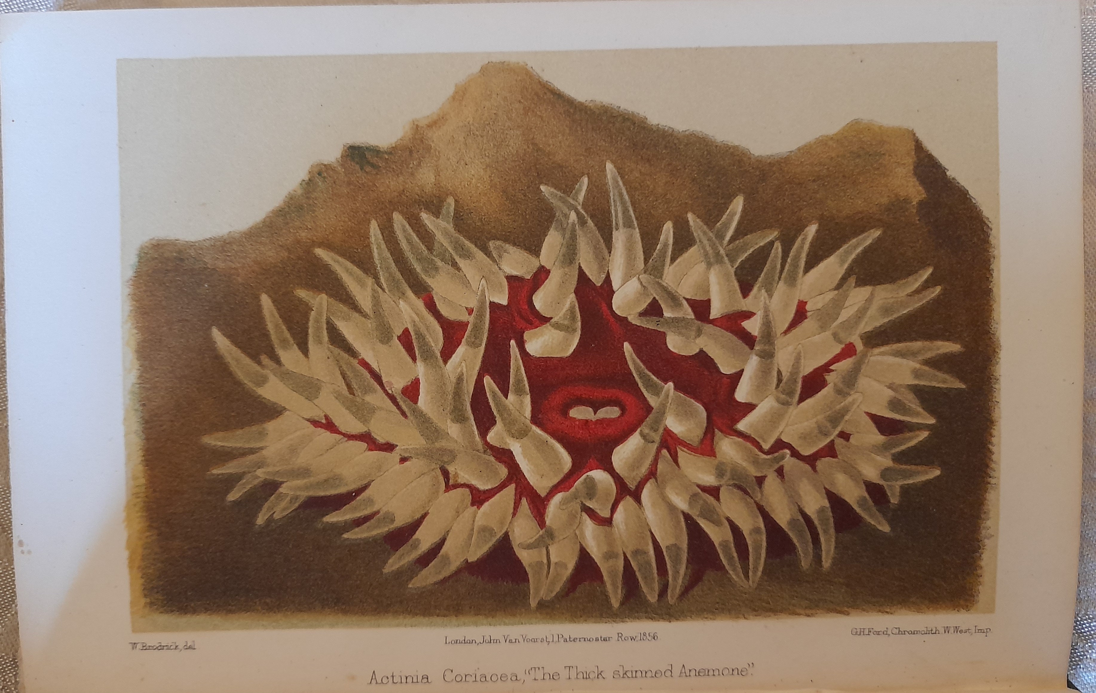 A Manual of the Sea-Anemones Commonly Found on the English Coast by The ...