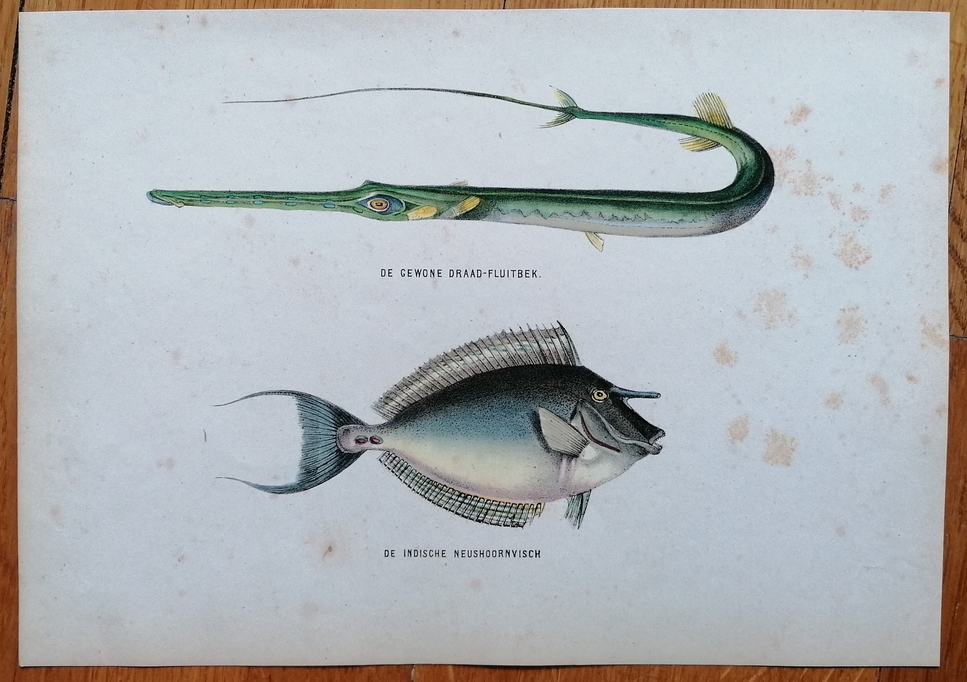 Fish Fische - Original Print from Burgersdijk - 1896: (1896) Kunst ...