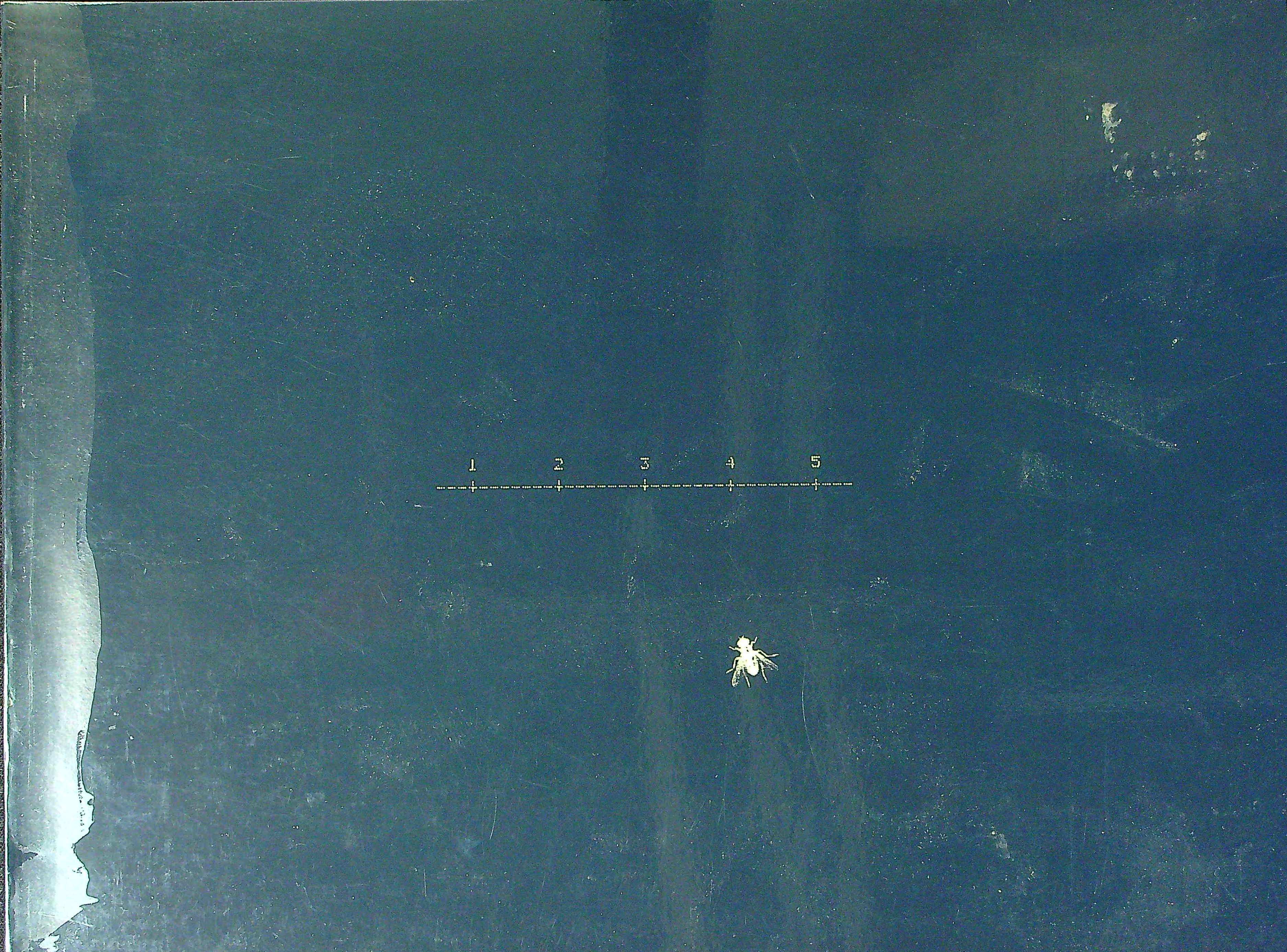 Fire flies by William Larson: Good | Wonder Book