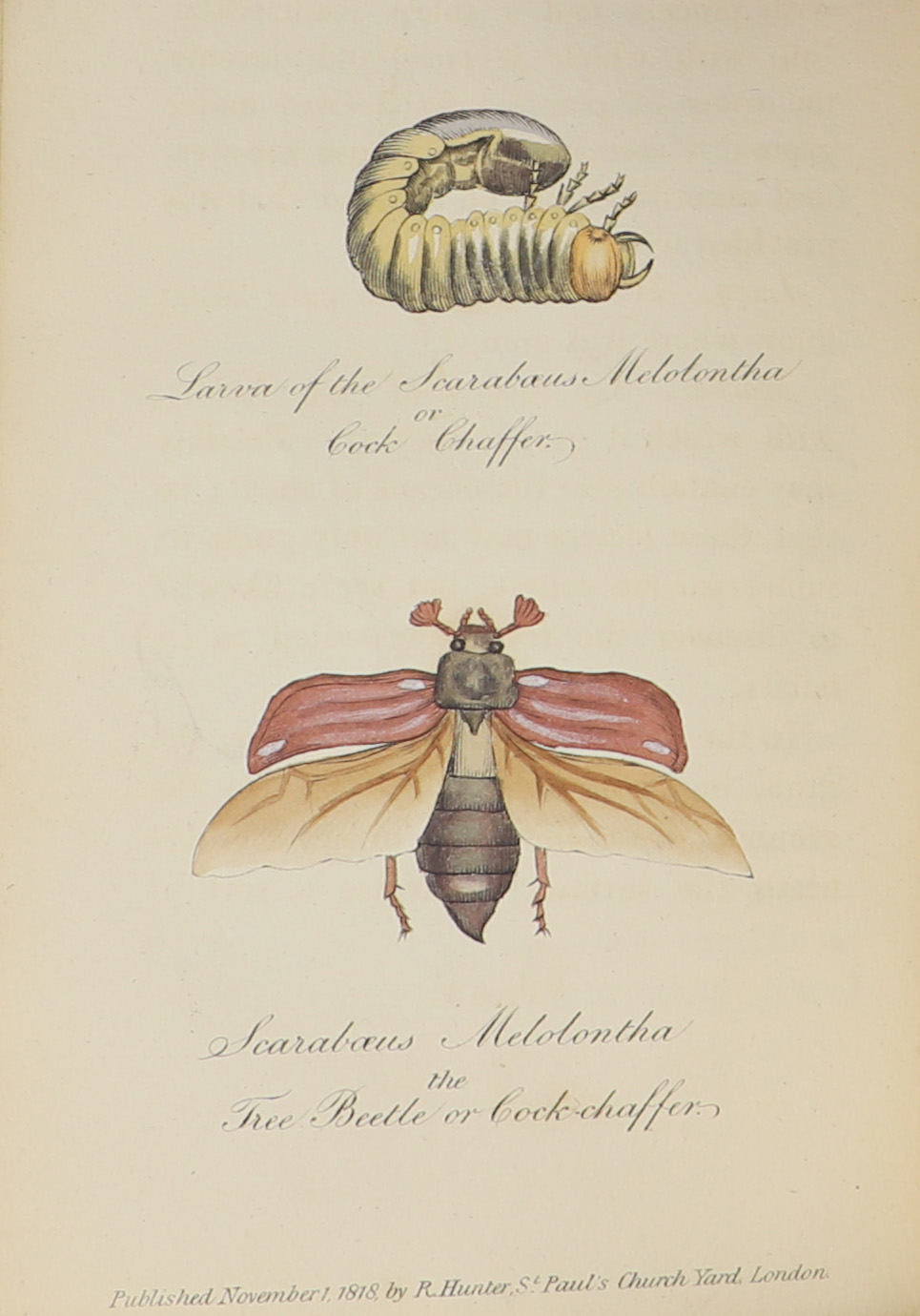 Dialogues on Entomology, in which the Forms and Habits of Insects are ...
