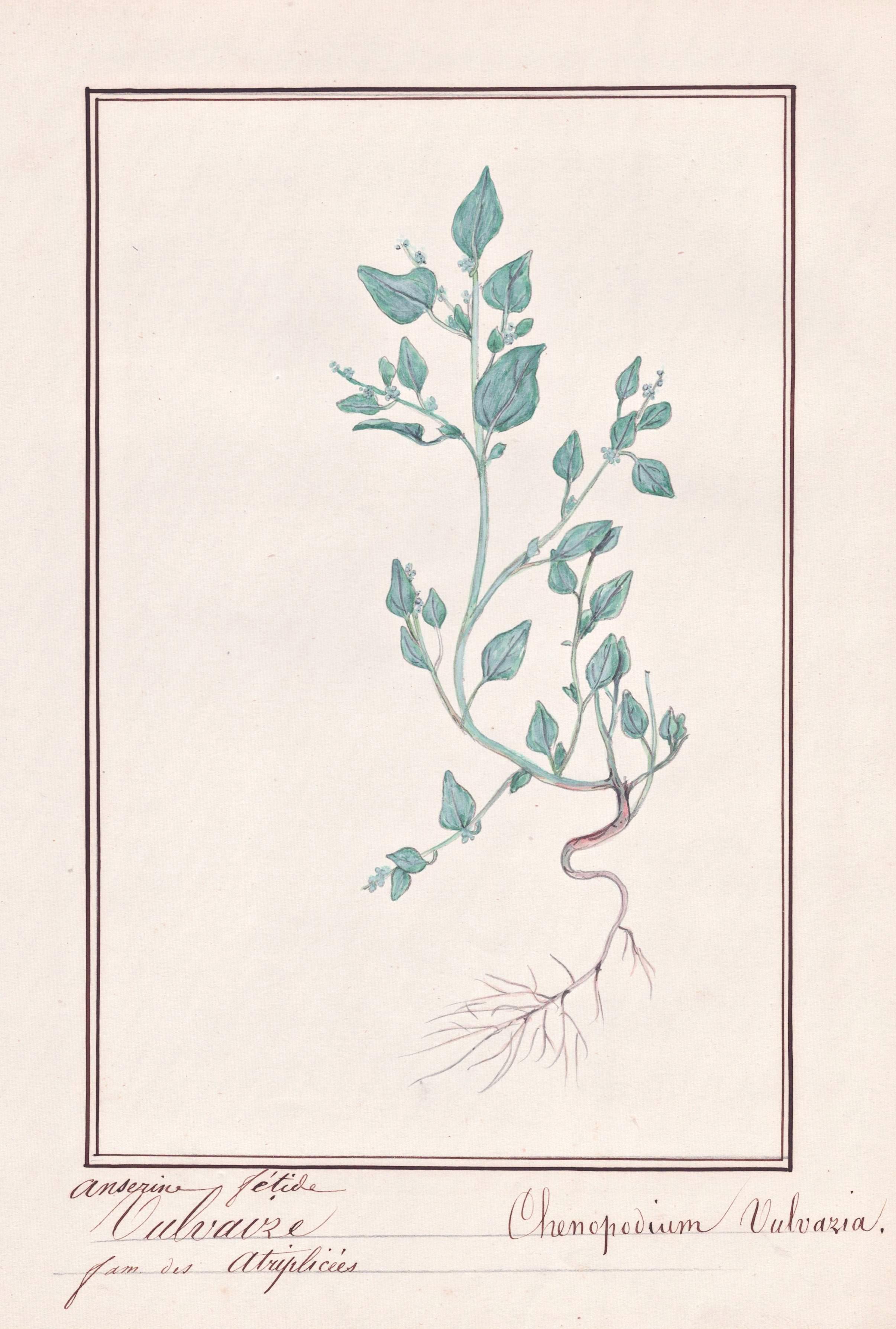 "Anserine fetide vulvaire / Chenopodium vulvaria" - Stinkender Gänsefuß ...