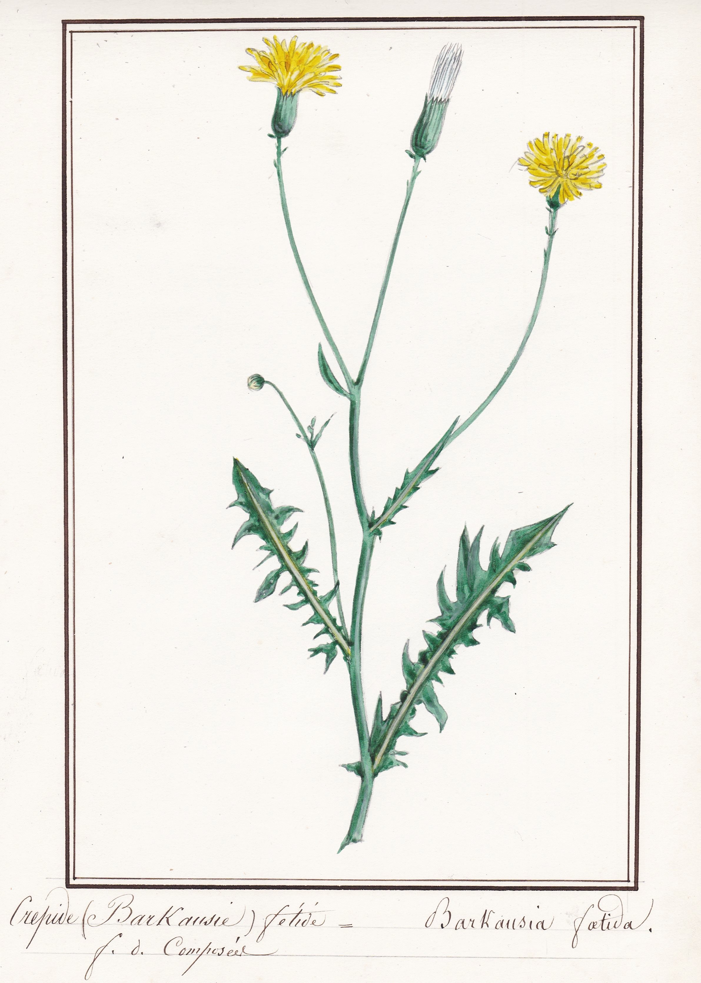 "Crepide fetide / Crepis foetida" - Mohnblatt-Pippau hawksbeard hawk's ...
