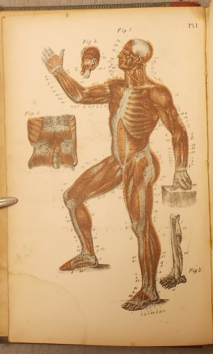 Popular Anatomy and Physiology Adapted to the Use of Students and ...