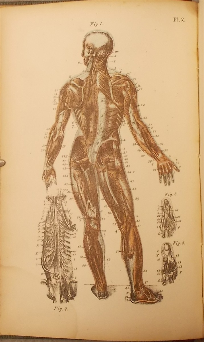 Popular Anatomy and Physiology Adapted to the Use of Students and ...