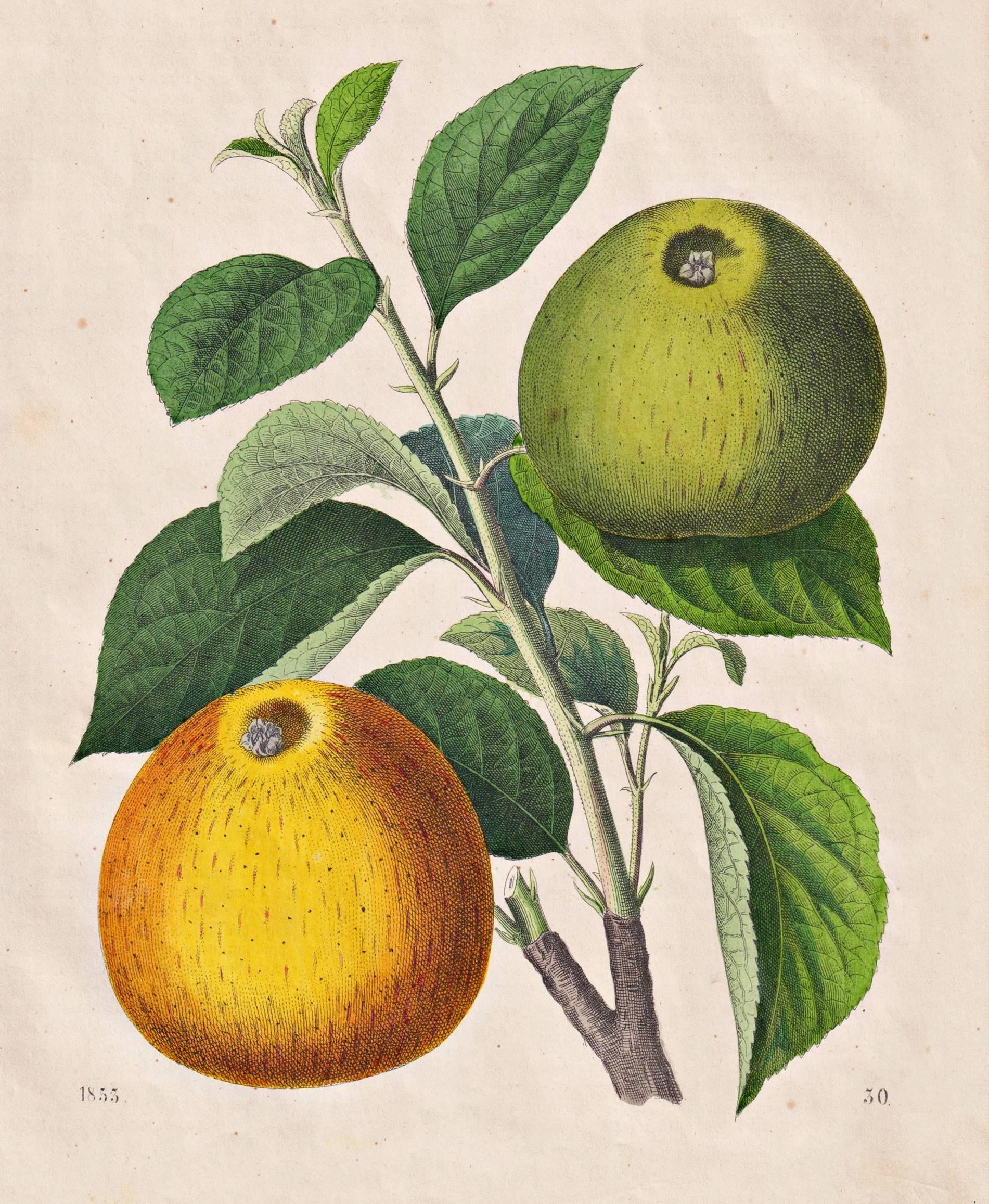 (Renette-Apfel / Reinette apple) - apple tree apples Apfelbaum Apfel ...