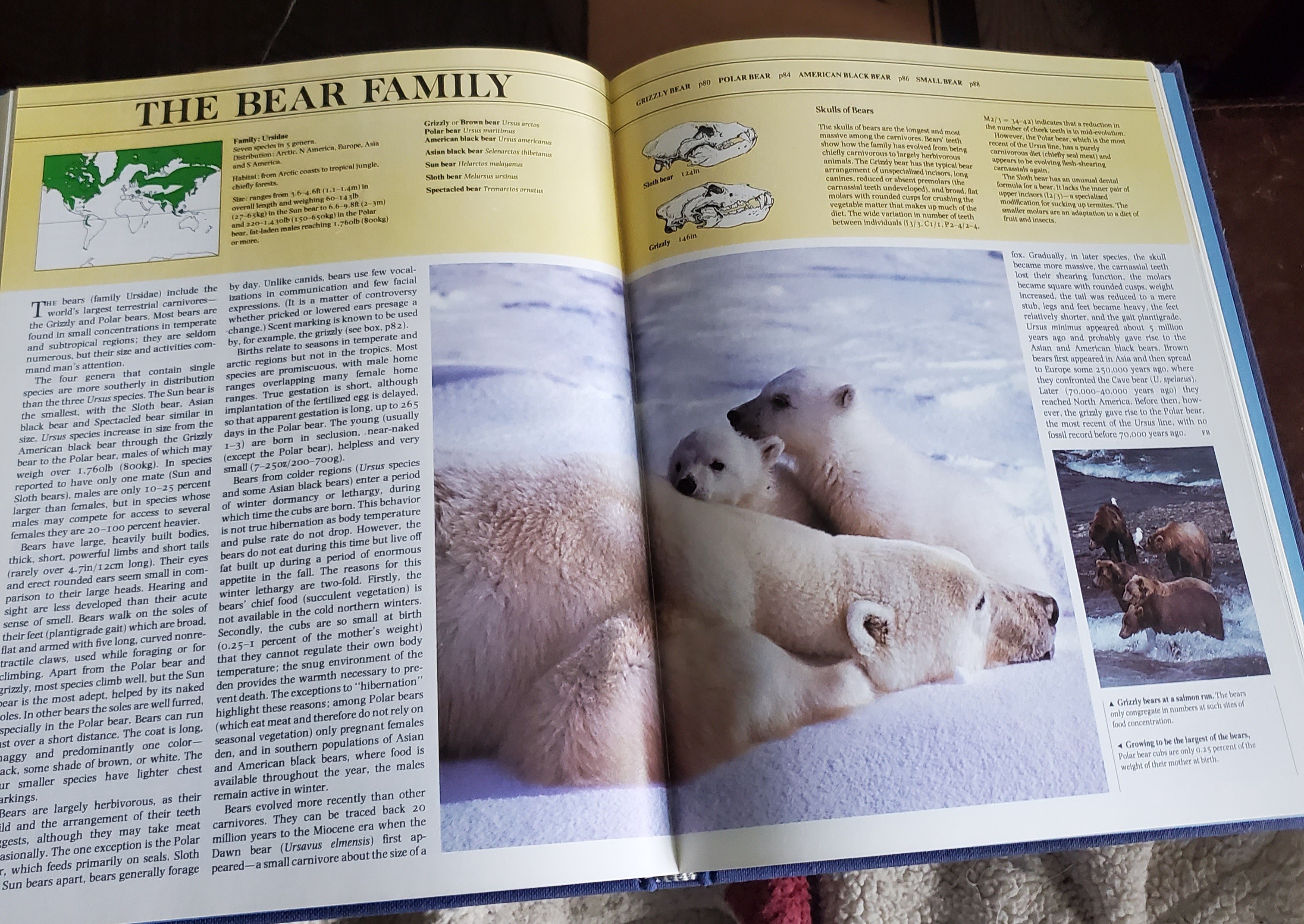 Carnivores (All the world's animals) by Bateman, Graham (Project Editor ...