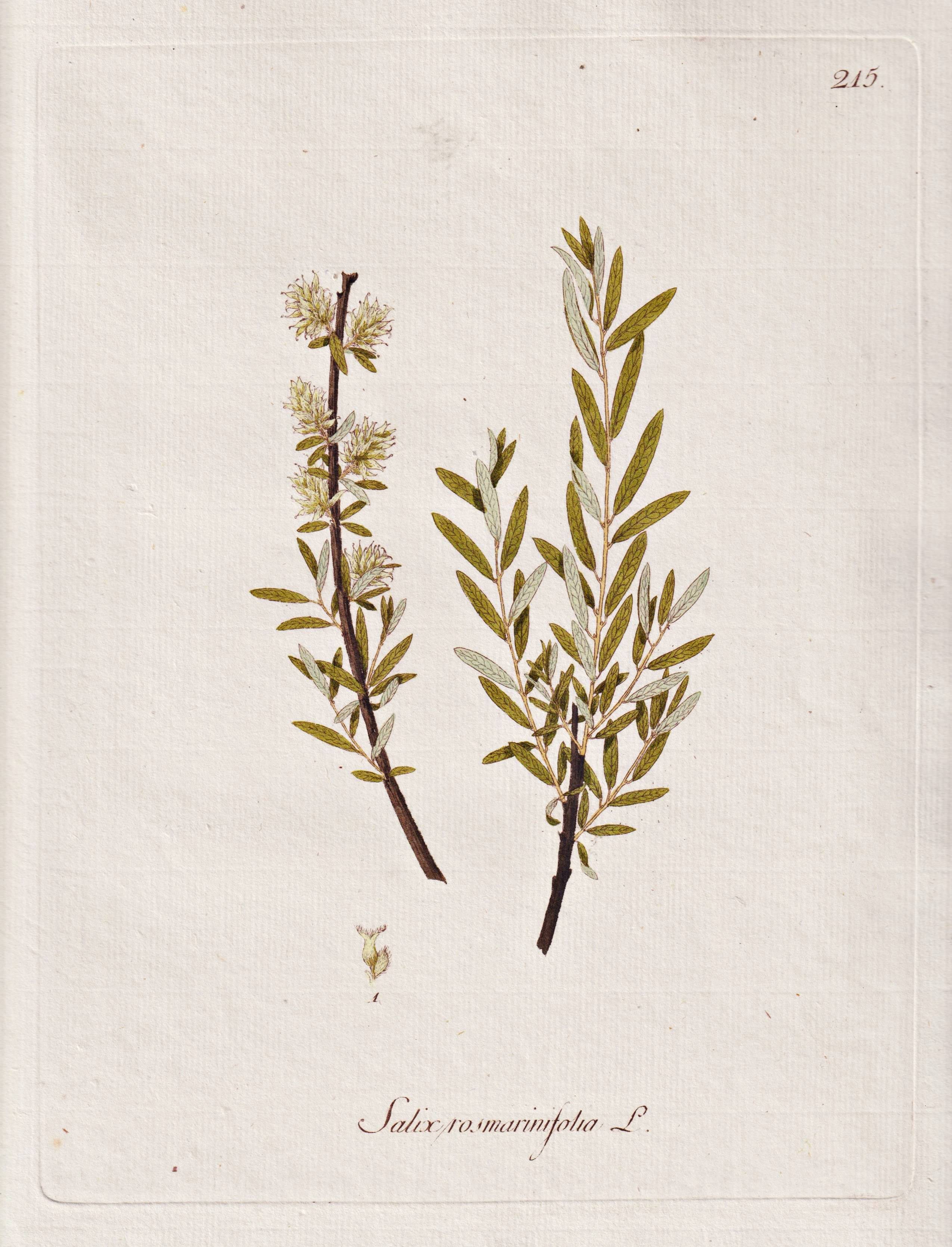 "Salix rosmarinifolia" - Rosmarinweide willow Weide Baum tree / Botanik ...