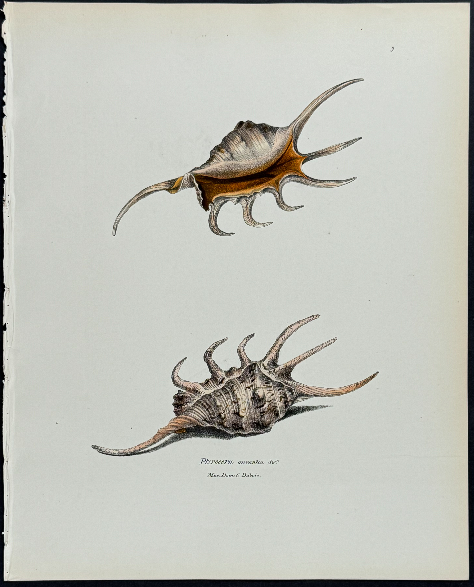 Spider Conch Shells de William Swainson: (1841) Arte / Grabado / Póster ...