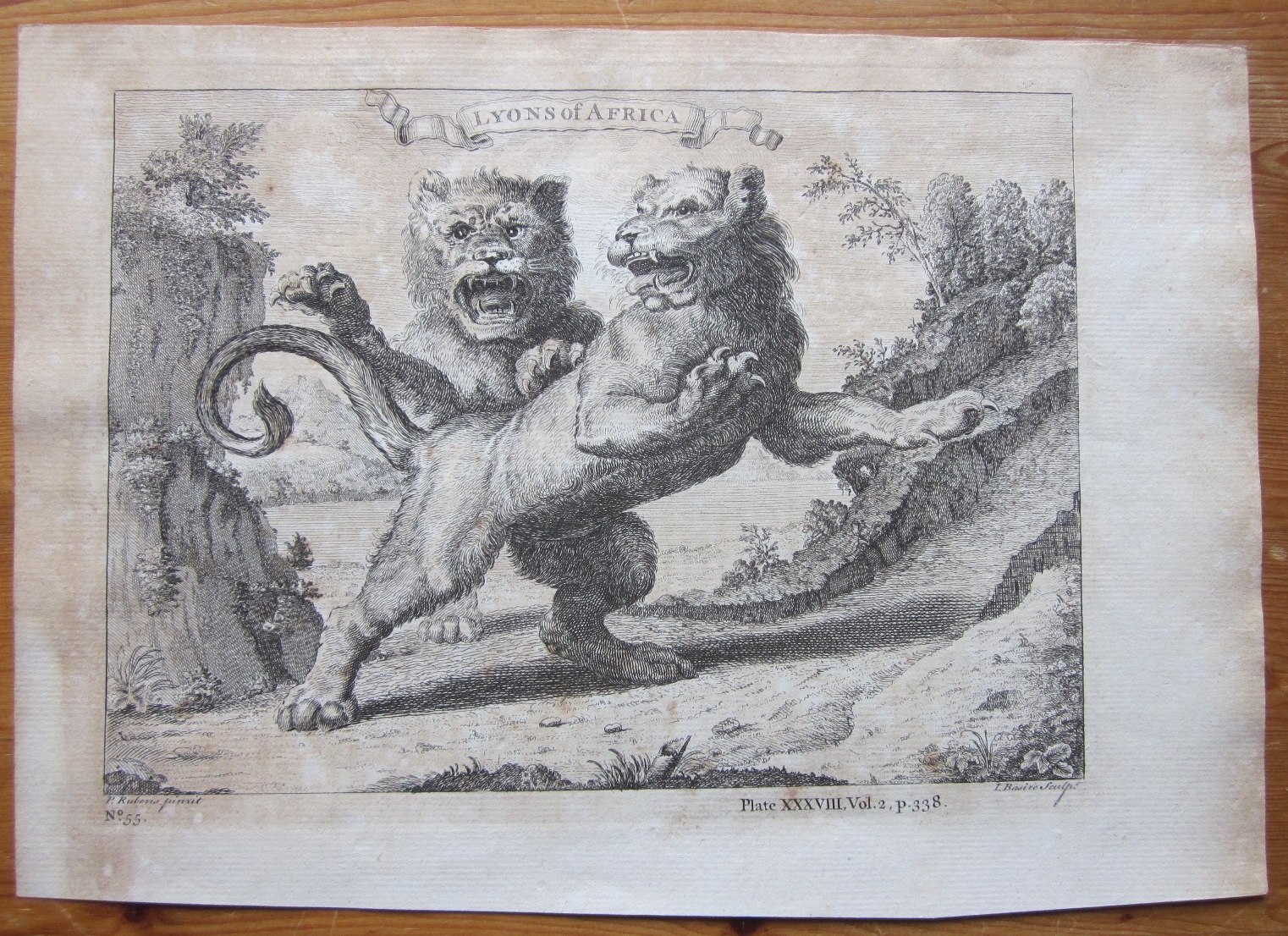 Löwen, Lyons of Africa. Kupferstich von Basire nach Rubens, aus einem ...