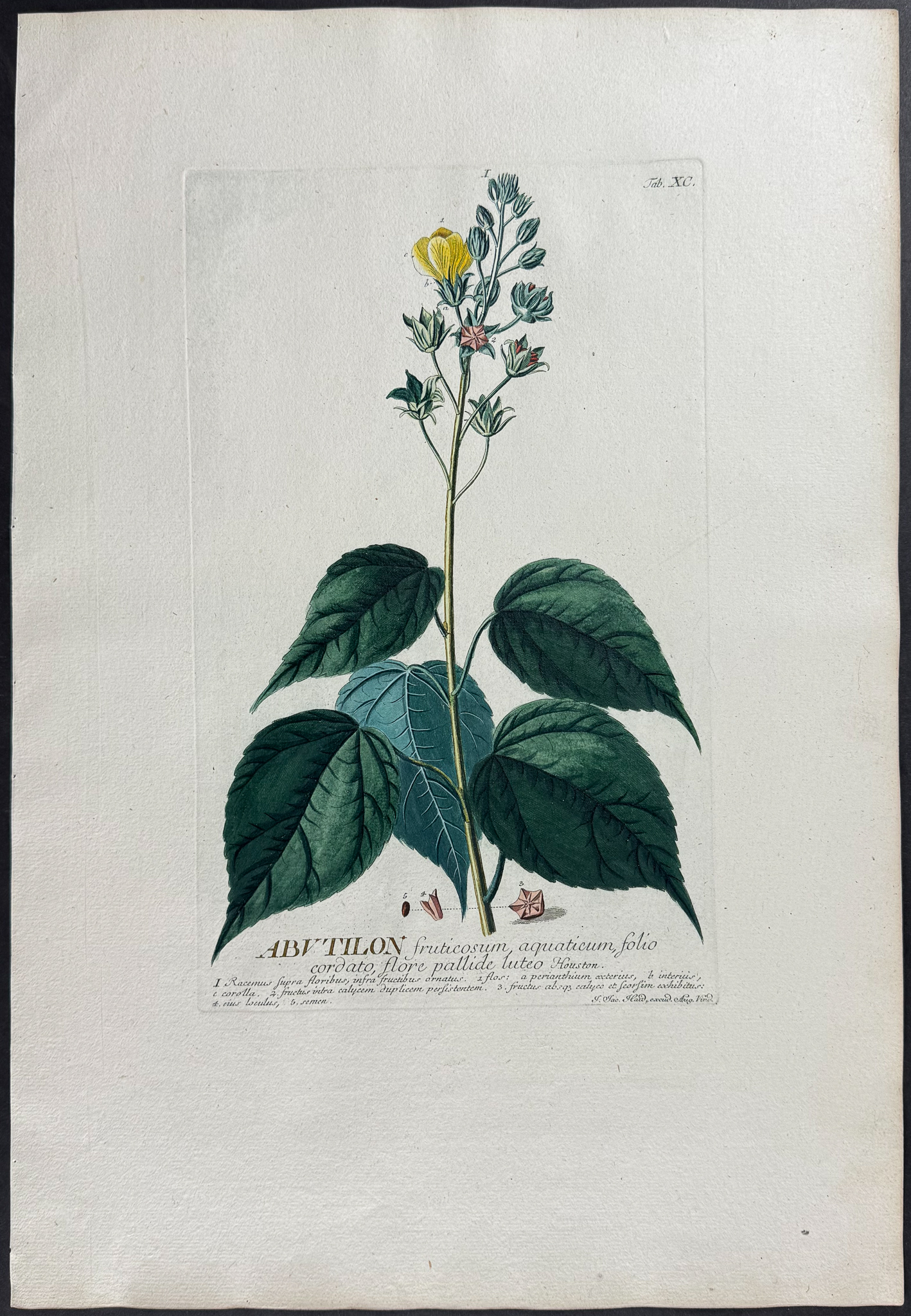Abutilon by Christoph Jakob Trew & Georg Dionysius Ehret: (1750) Art ...