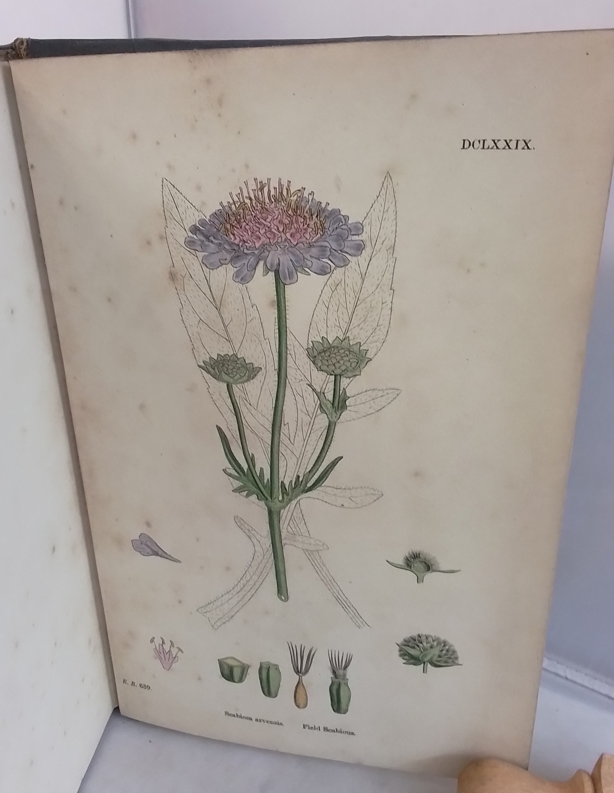 English Botany or Coloured Figures of British Plants. Volume IV only ...