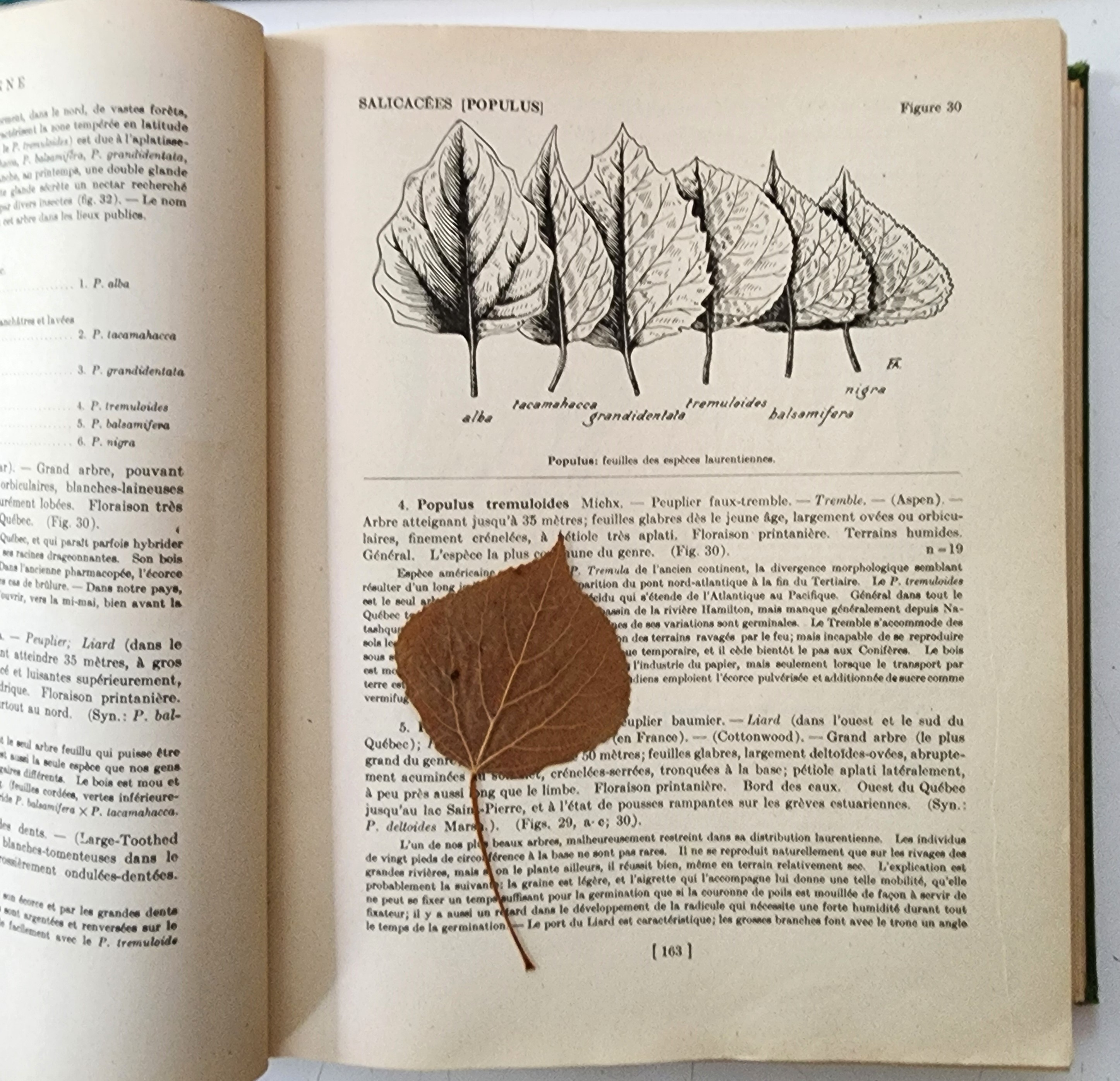 Flore laurentienne by Marie-Victorin, Frère; (Rouleau, Ernest): Très ...