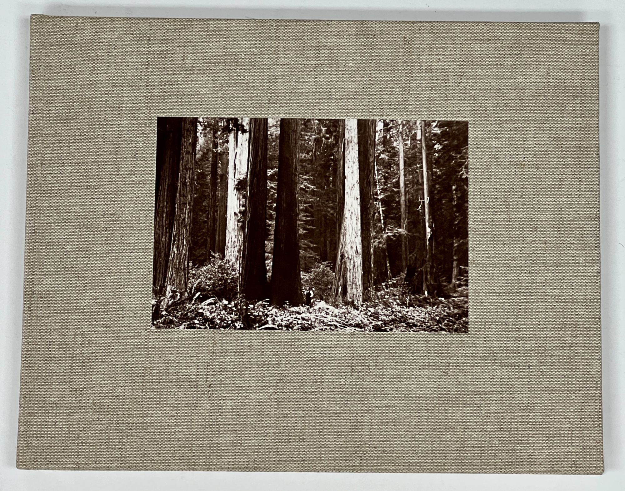 REDWOOD And LUMBERING In CALIFORNIA FORESTS. A reconstruction of the ...