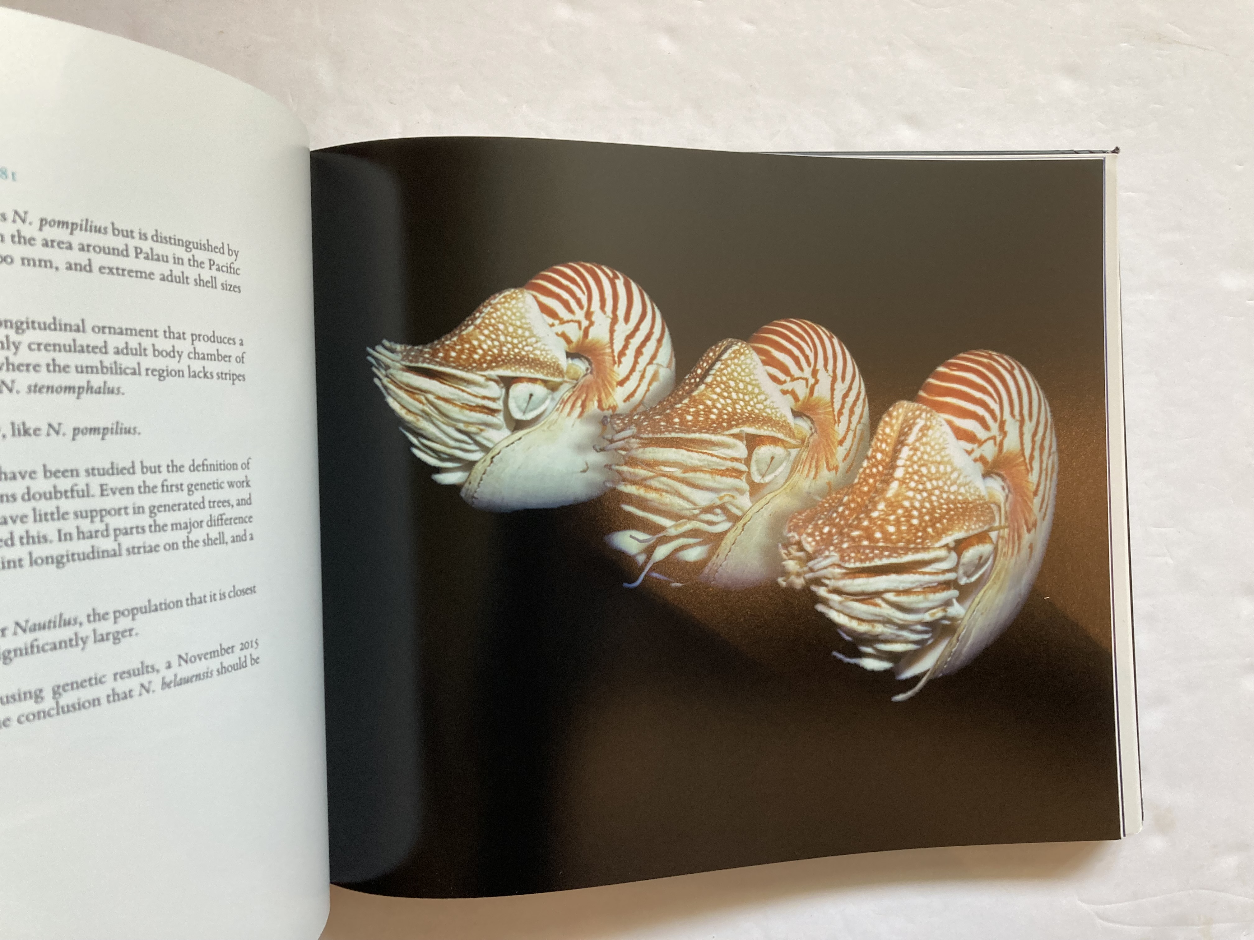 Nautilus: BEAUTIFUL SURVIVOR: 500 Million Years of Evolutionary History ...