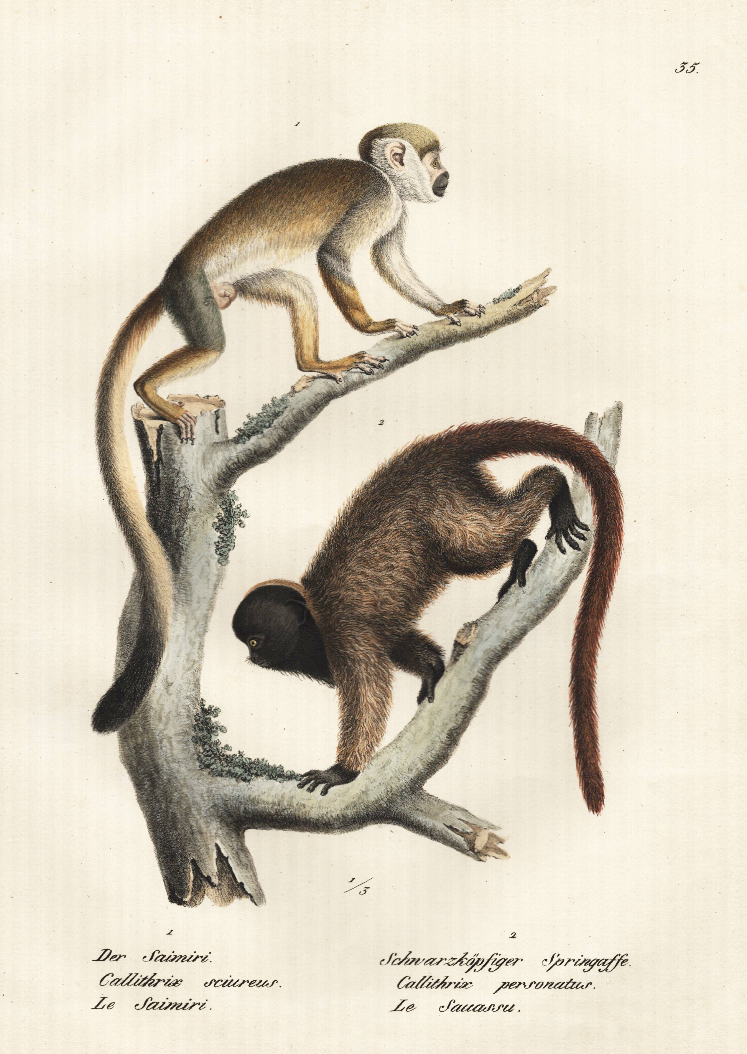 "Der Saimiri / Schwarzköpfiger Springaffe" - Totenkopfaffe ...