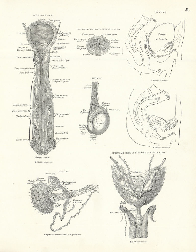 Penis and Bladder / Transverse Section of Middle of Penis / The Pelvis ...