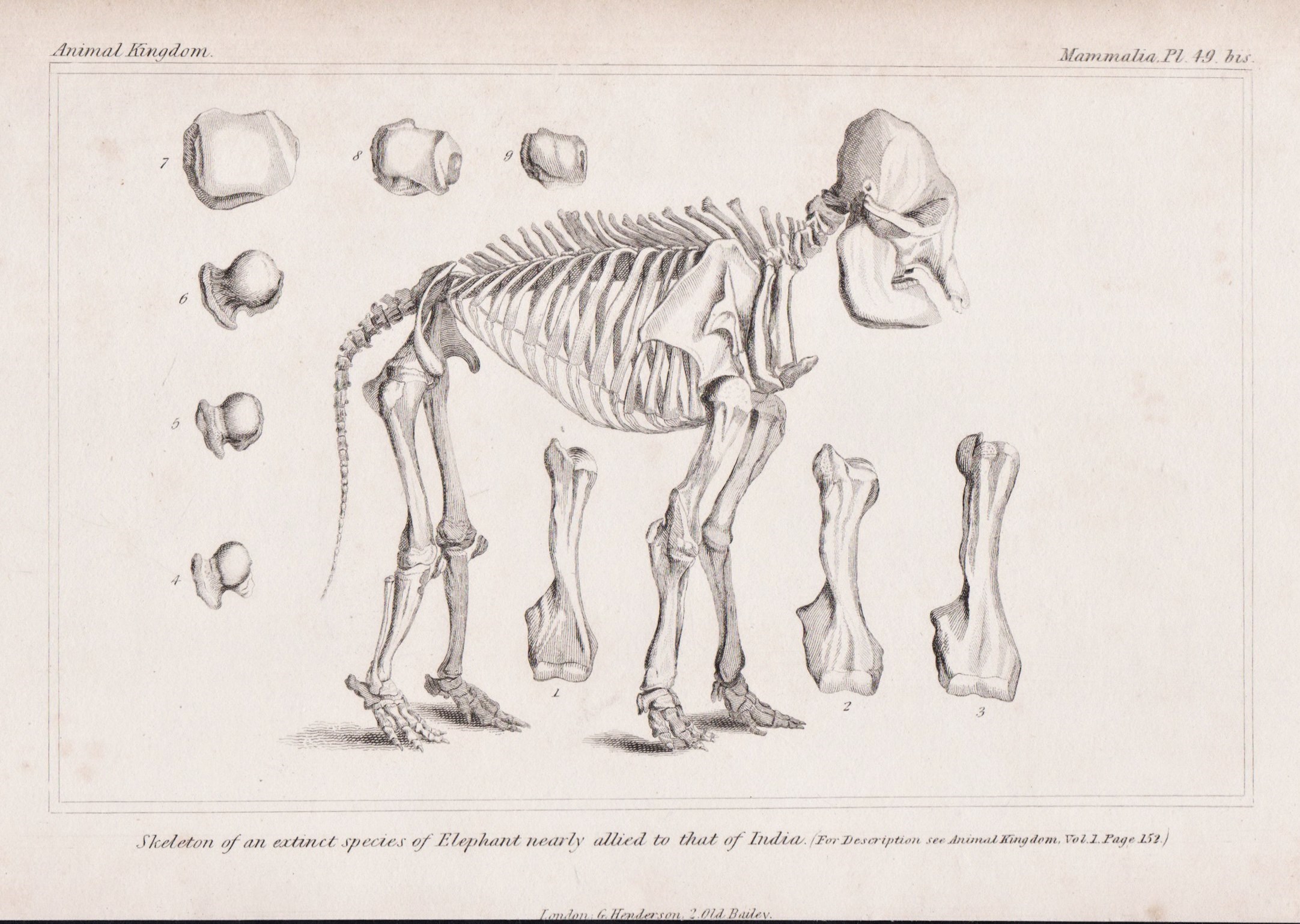 "Skeleton of an extinct species of Elephant nearly allied to that of ...