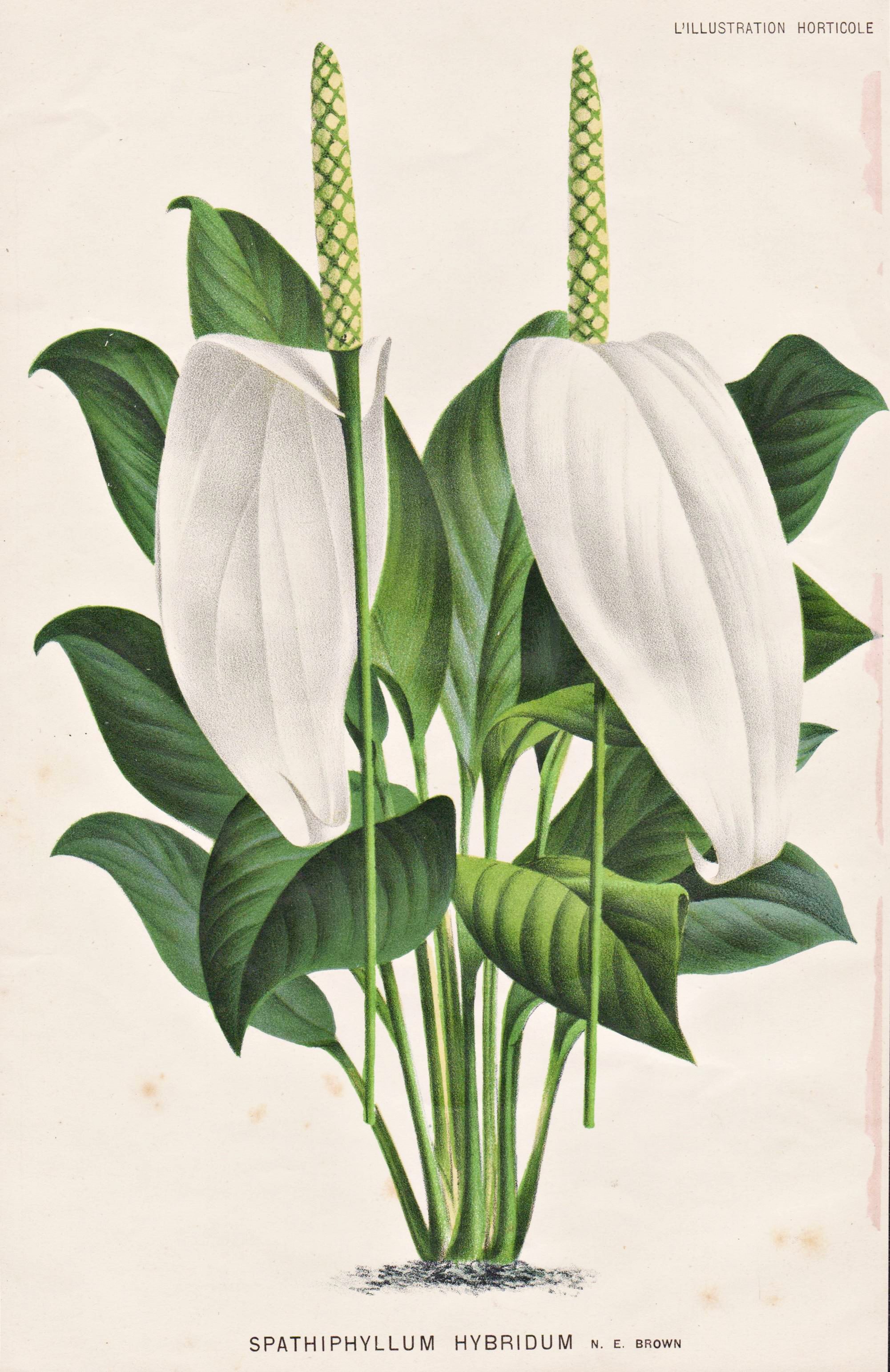 "Spathiphyllum hybridum" - Einblatt Friedenslilie spath peace liliy ...