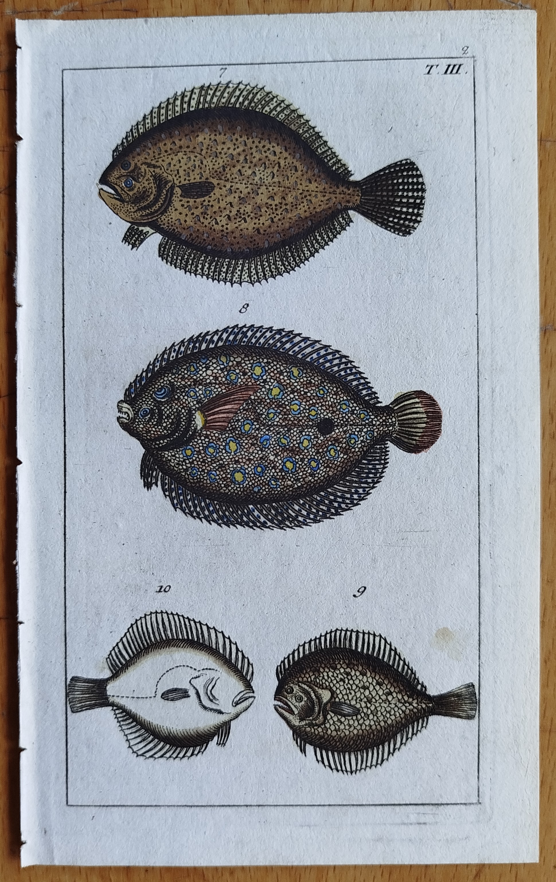 Fish - Original Colored Engraving Wilhelm Naturgeschichte Fische - 1800 ...