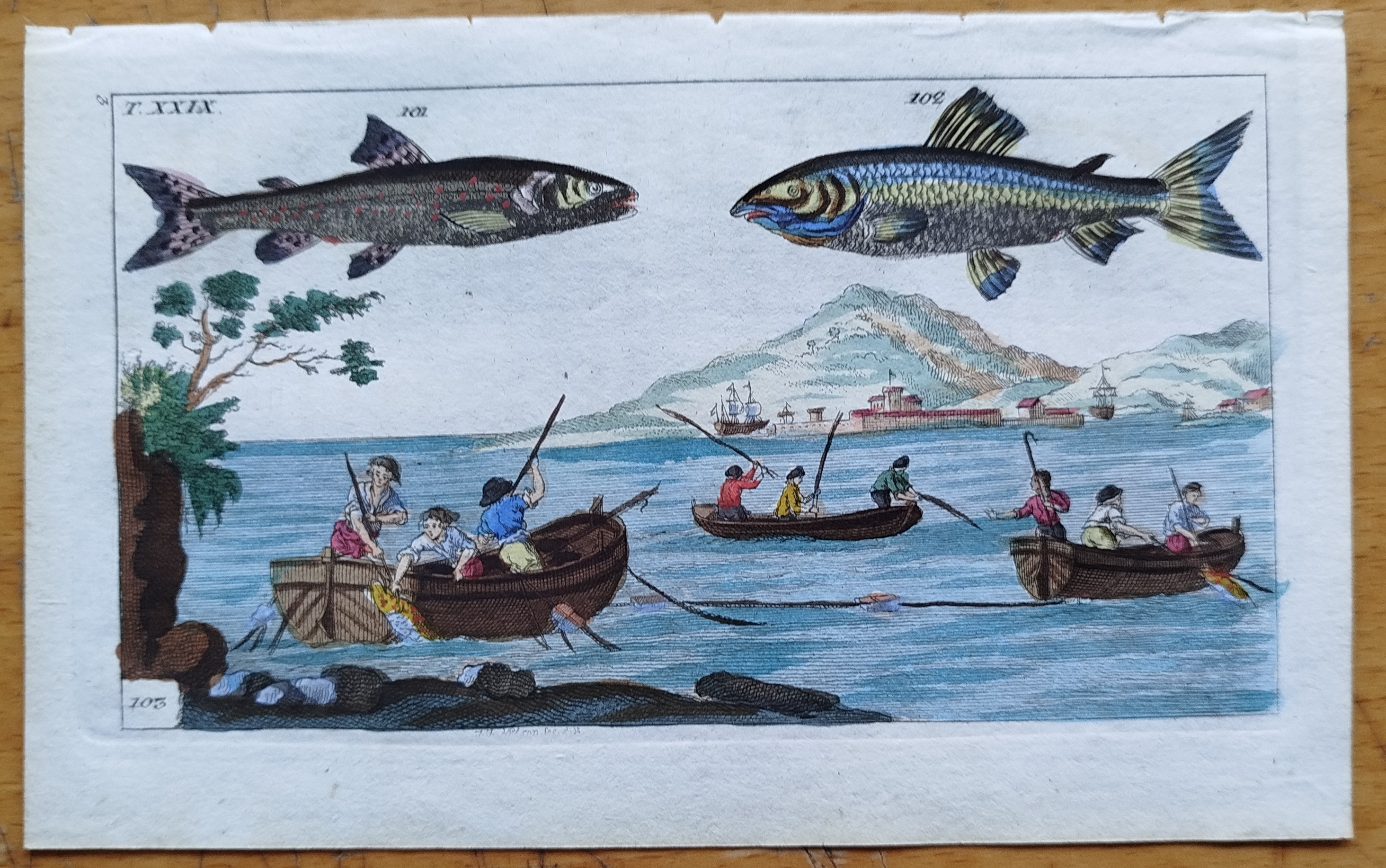 Fish - Original Colored Engraving Wilhelm Naturgeschichte Fische - 1800 ...