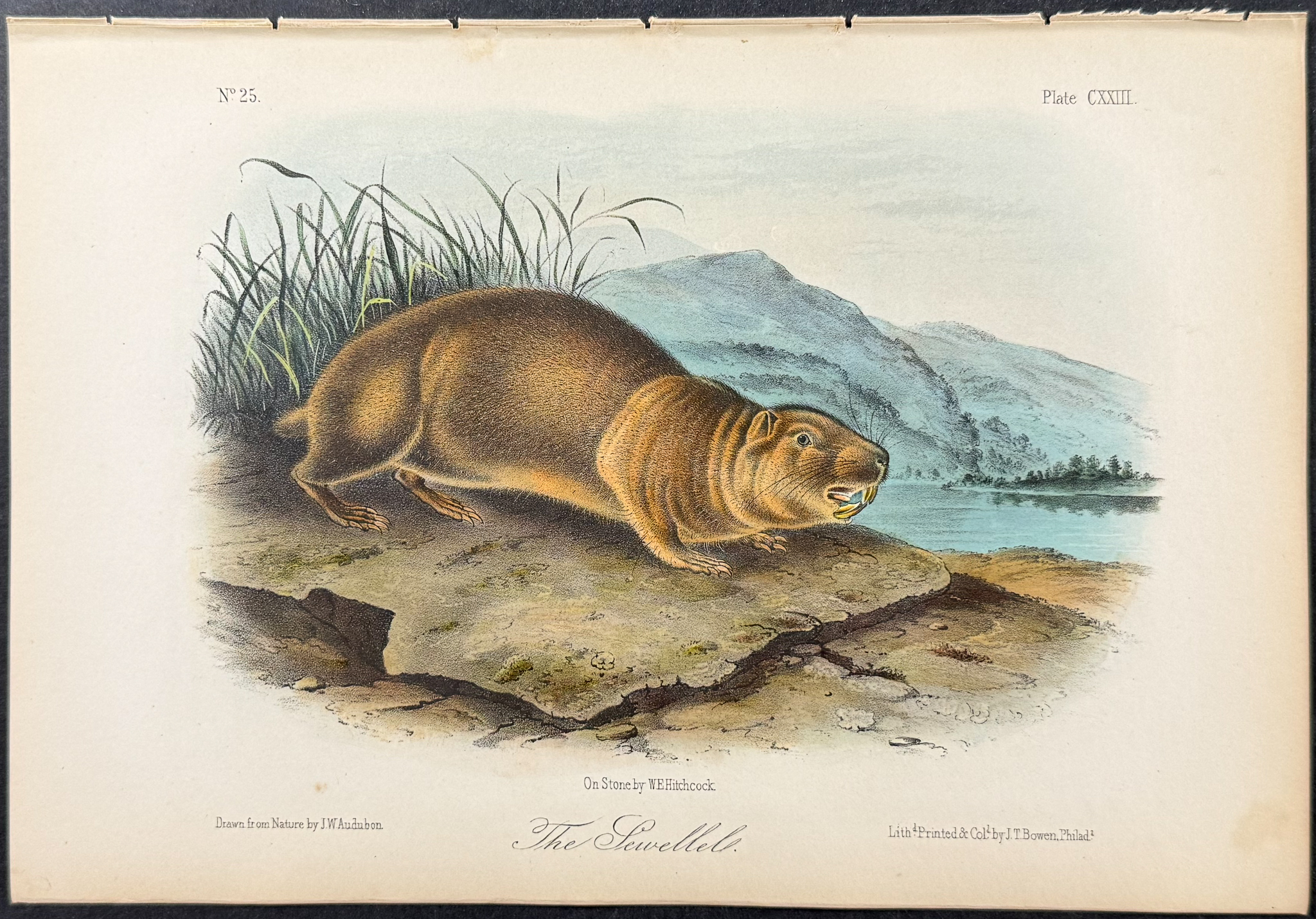 Sewellel by John James Audubon: (1849) Art / Print / Poster | Trillium ...