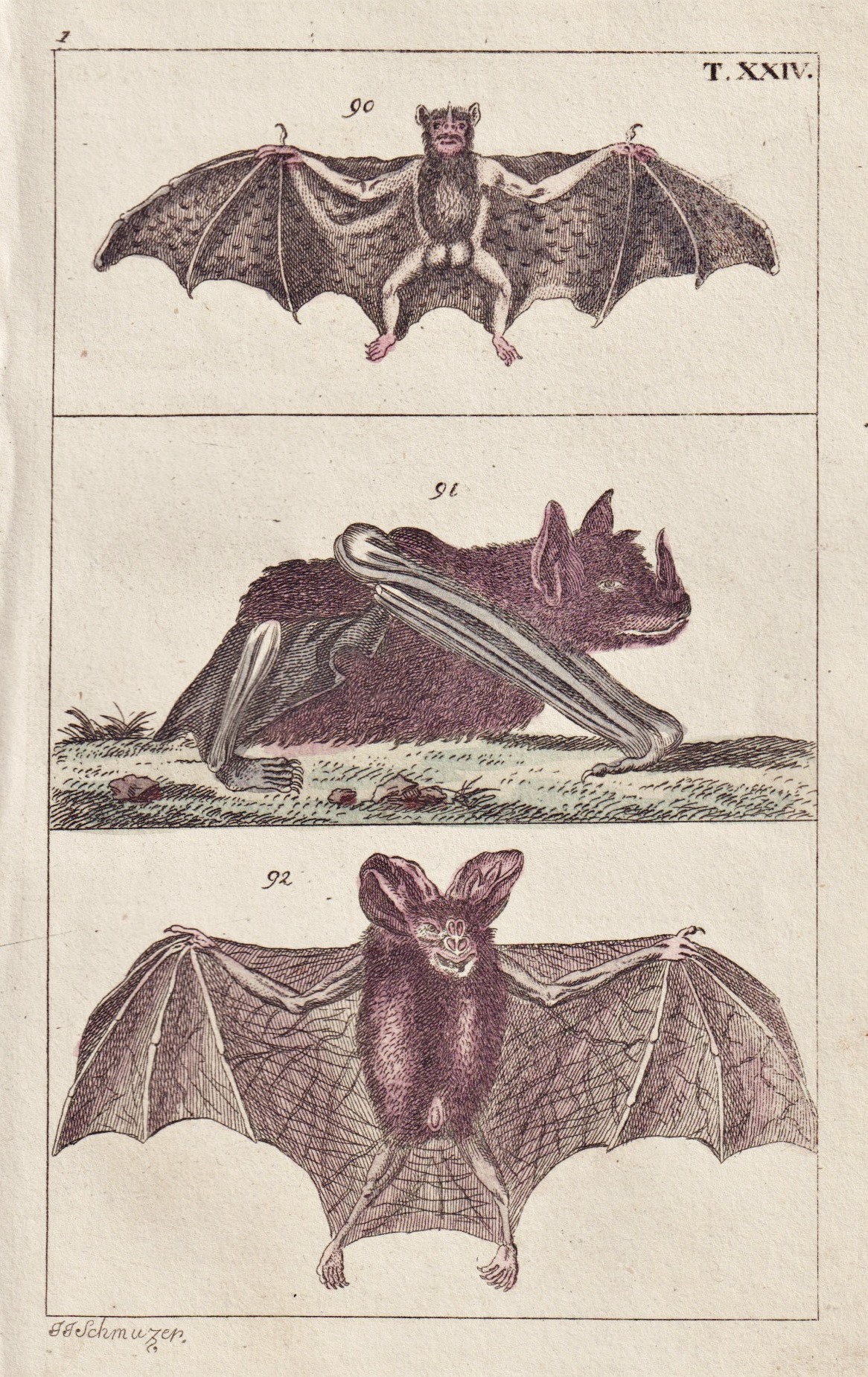 "T. XXIV." - Fledermaus bat Fledermäuse bats / Unterhaltungen aus der ...