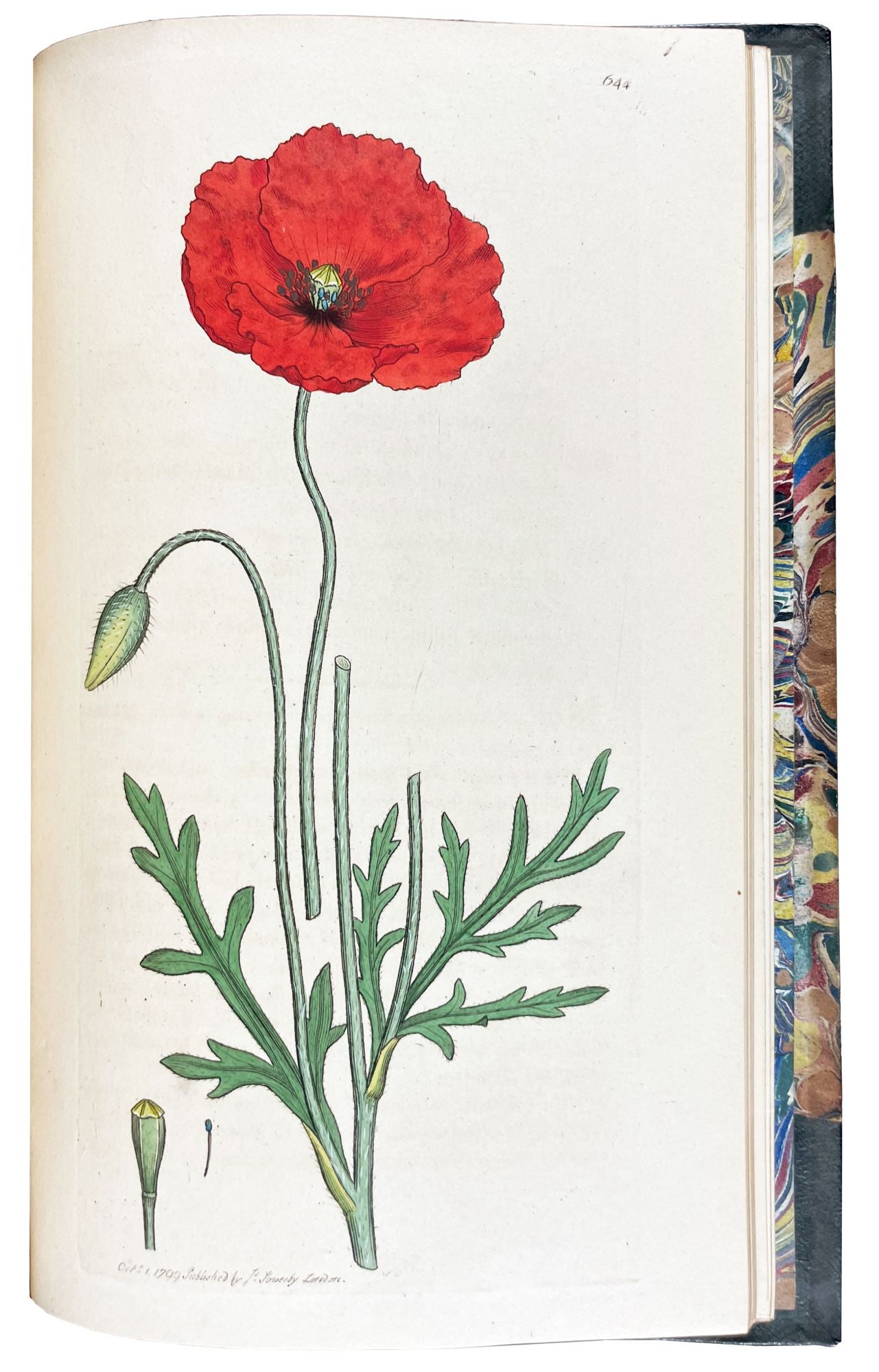 English Botany; or, Coloured Figures of British Plants with their ...