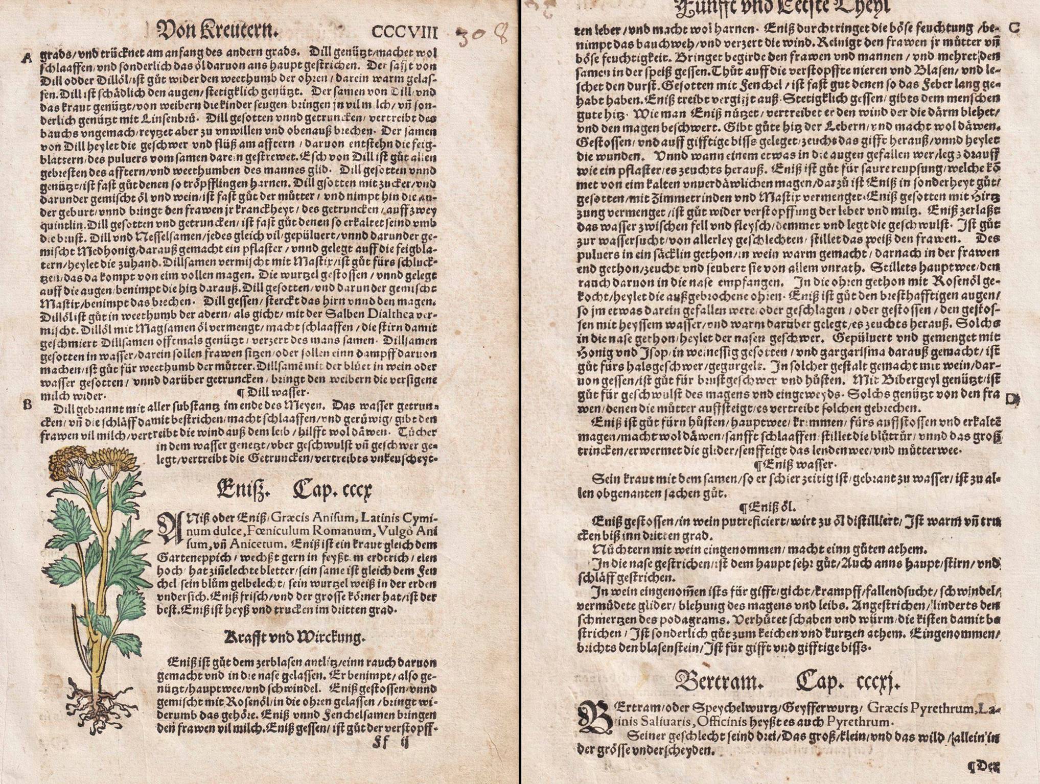 "CCCVIII - Enitz / Bertram" - herbs herbal Kräuter Kräuterbuch ...