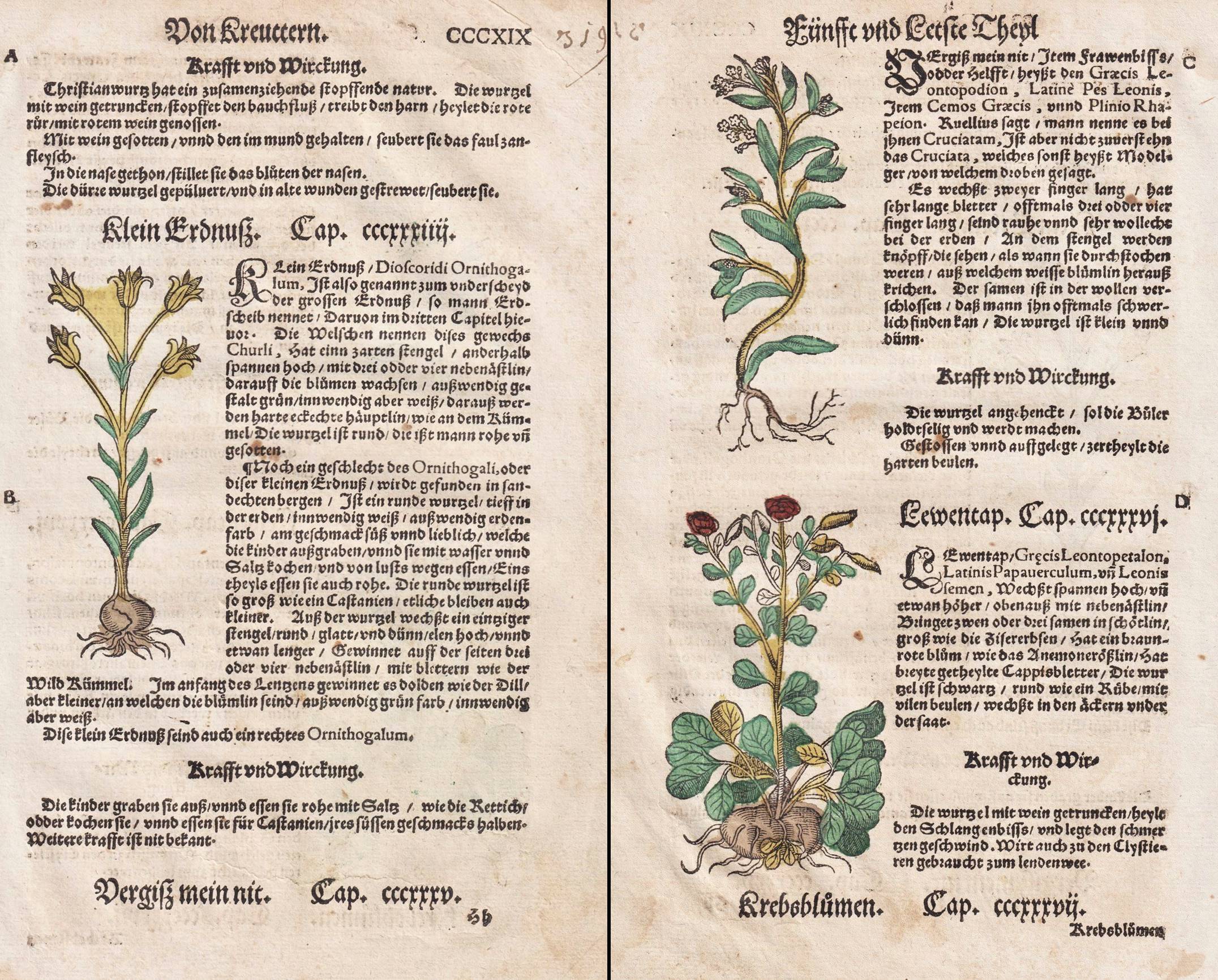 "CCCXIX - Klein Erdnuß / Lewentap / Krebsblumen" - Löwentrapp Erdnuss ...