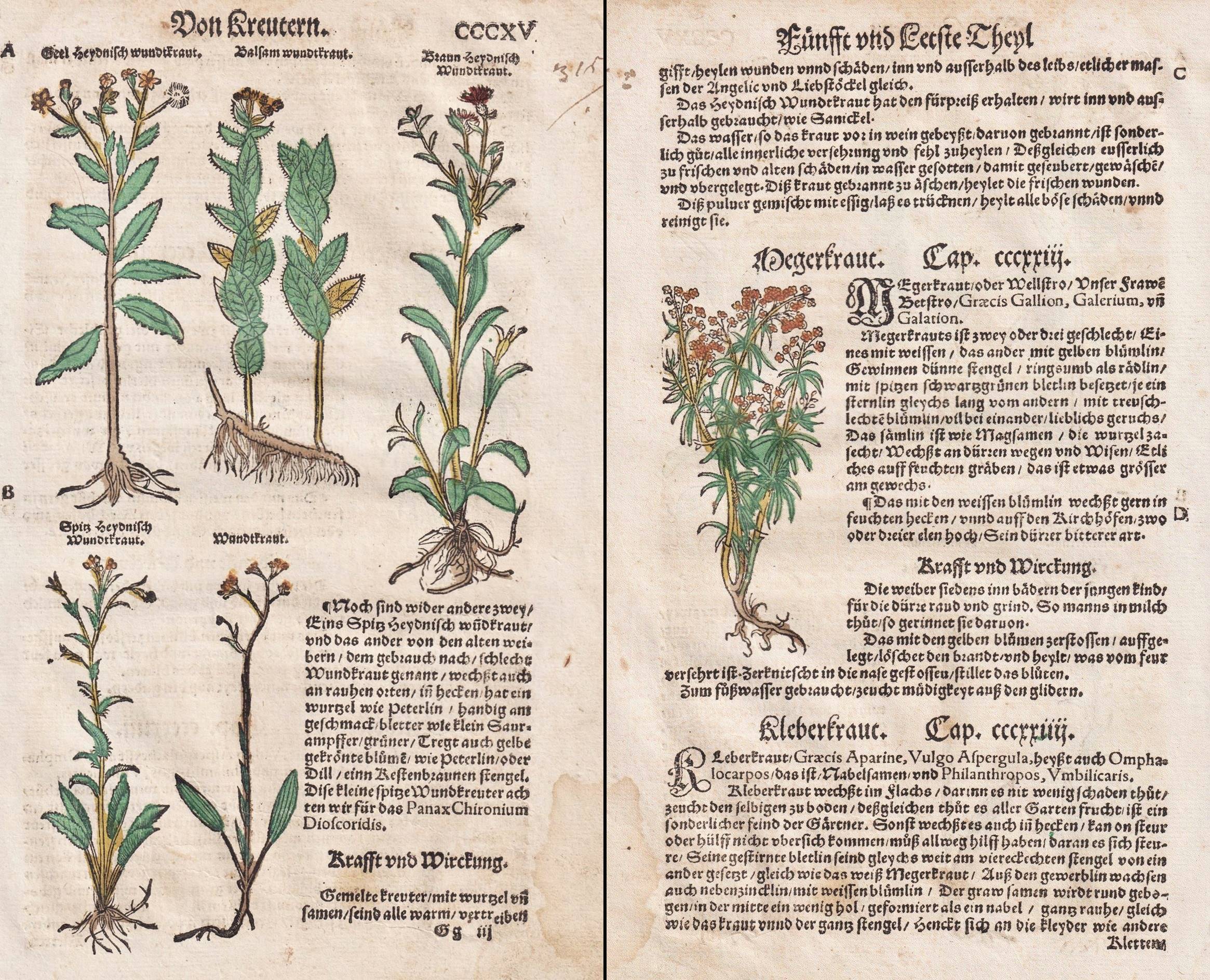 "CCCXV - Heydnisch Wundtkraut / Megerkraut / Kleberkraut " - Goldrute ...
