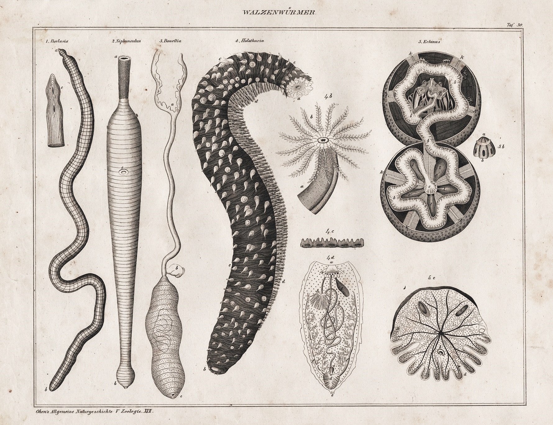 "Walzenwürmer" - Wurm worm worms Würmer Borlasia Siphunculus Bonellia ...