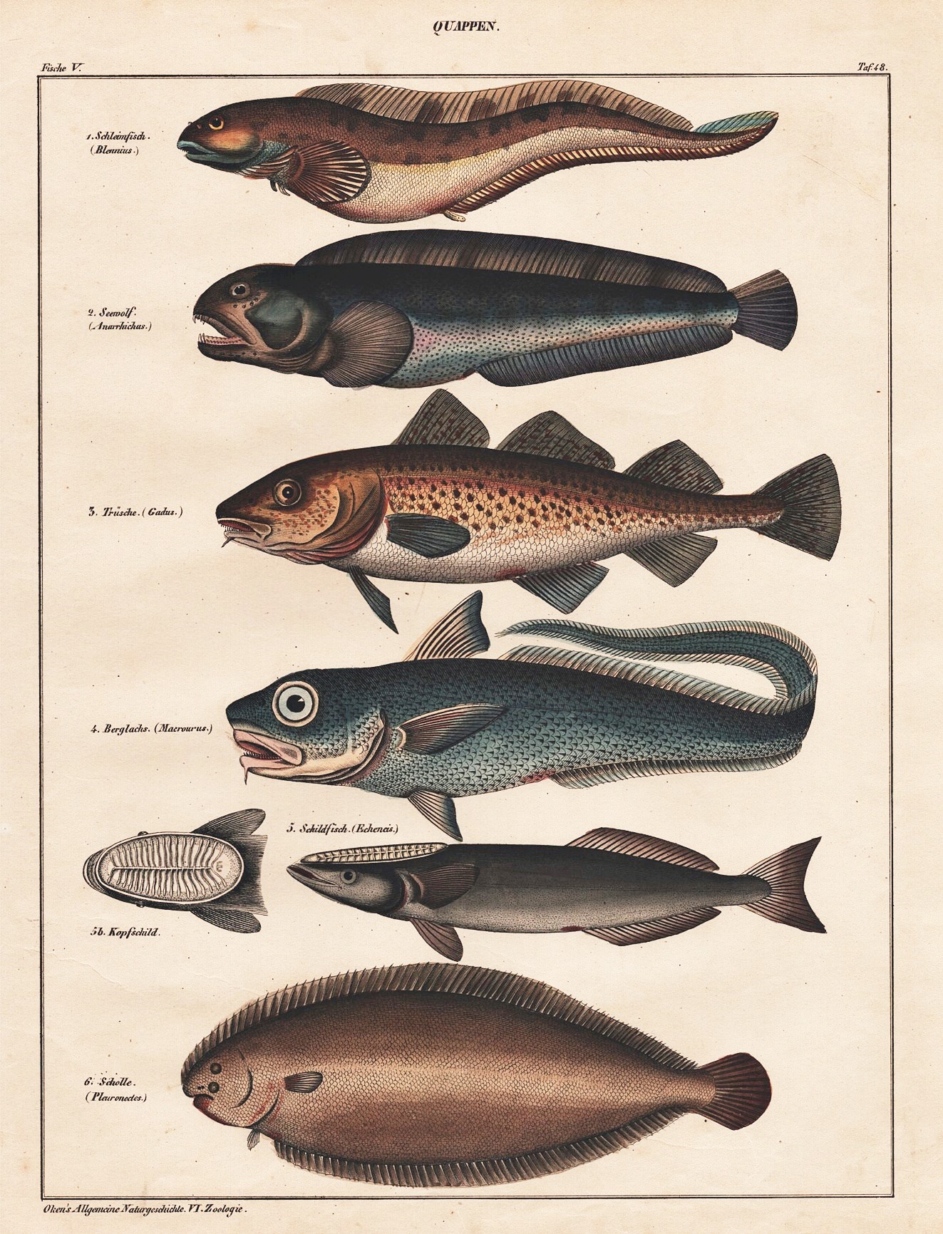 "Quappen" - Schleimfisch Combtooth blenny Scholle plaice Quappe Burbot ...