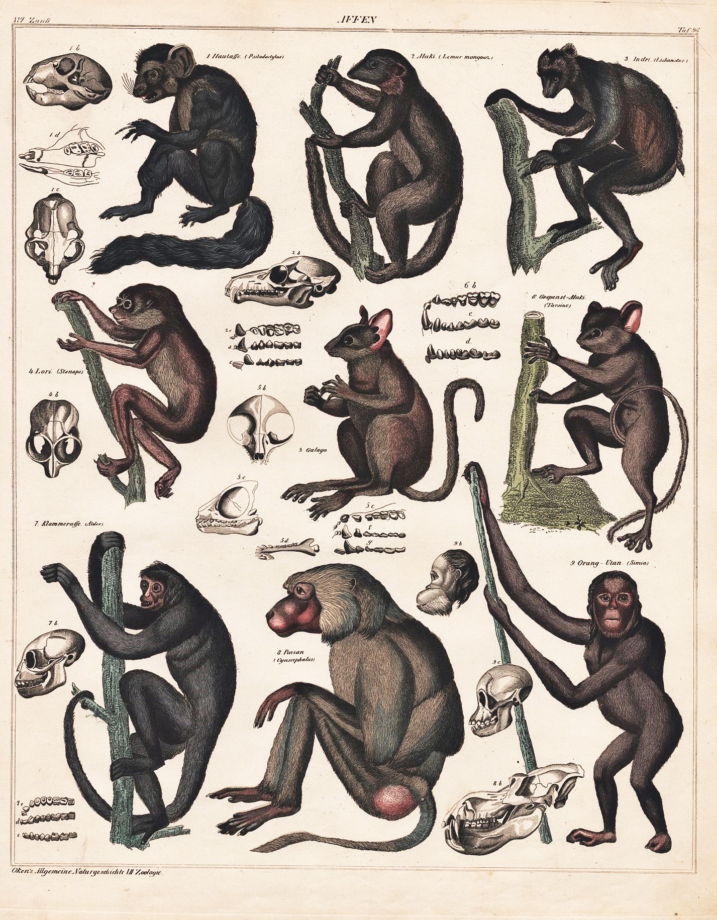 "Affen" - monkeys Affen monkey Affe Primaten Orang-Outang Orangutan ...