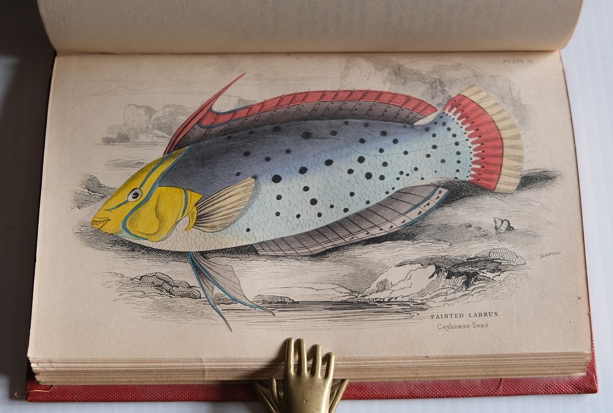 ICHTHYOLOGY- THE COMPLETE SET OF 6 VOLUMES OF ICHTHYOLOGY- FISHES- (THE ...