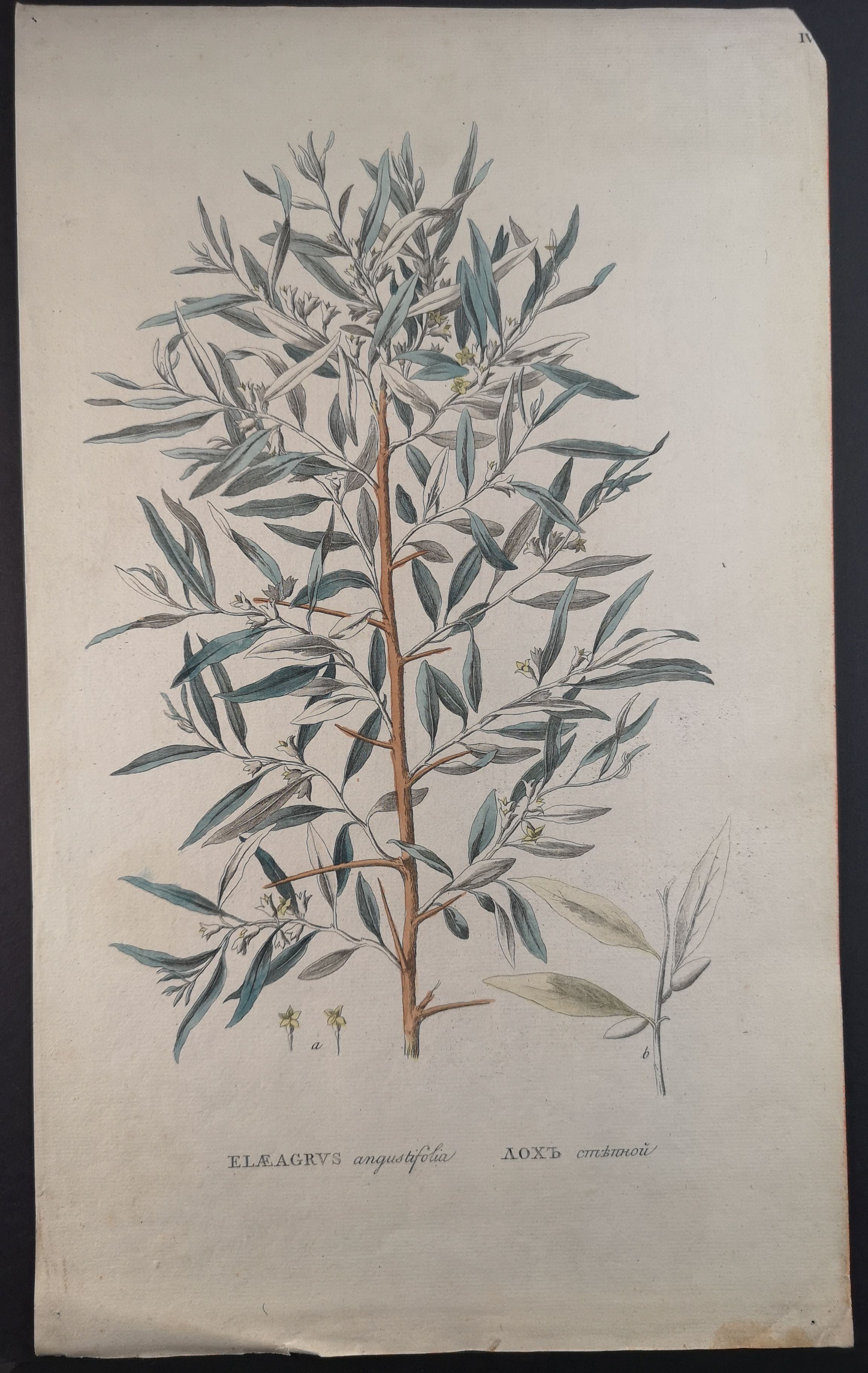 Grosser altkolorierter Kupferstich von 1784. ELAEAGRUS (Elaeagnus ...