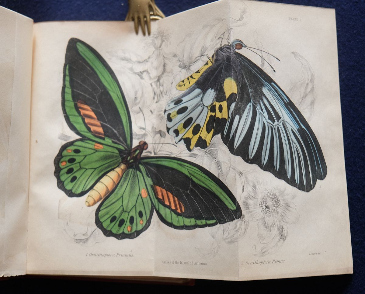 ENTOMOLOGY- SET OF 7 VOLUMES OF ENTOMOLOGY (THE NATURALIST'S LIBRARY ...