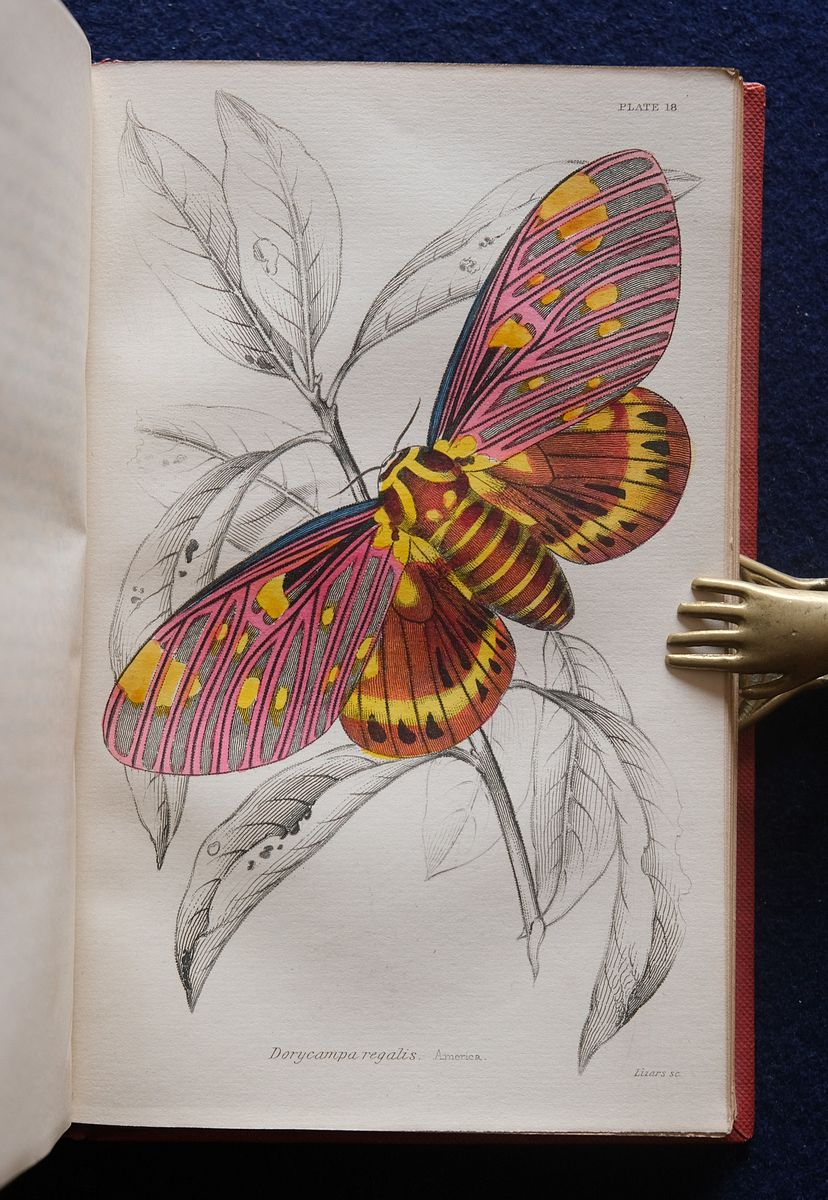 ENTOMOLOGY- SET OF 7 VOLUMES OF ENTOMOLOGY (THE NATURALIST'S LIBRARY ...