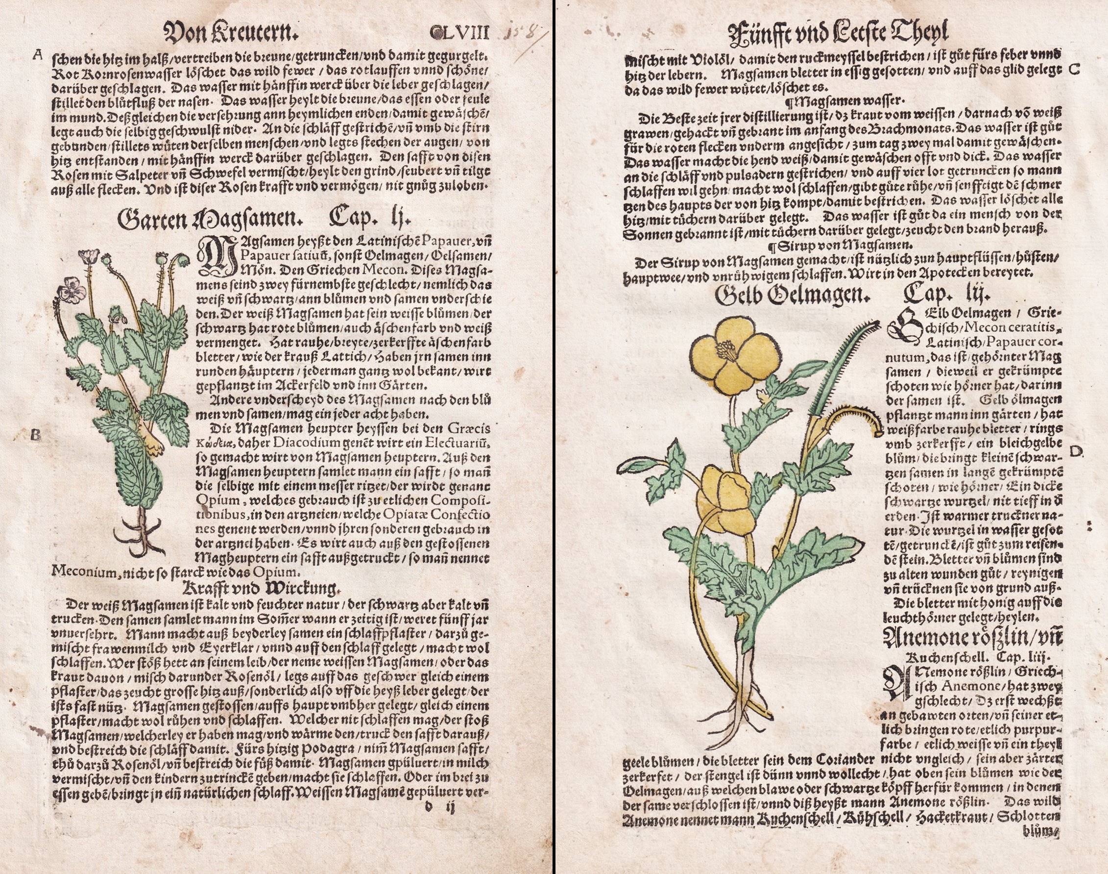 "CLVIII - Garten Magsamen / Gelb Oelmagen" - Papaver Mohn poppy / herbs ...