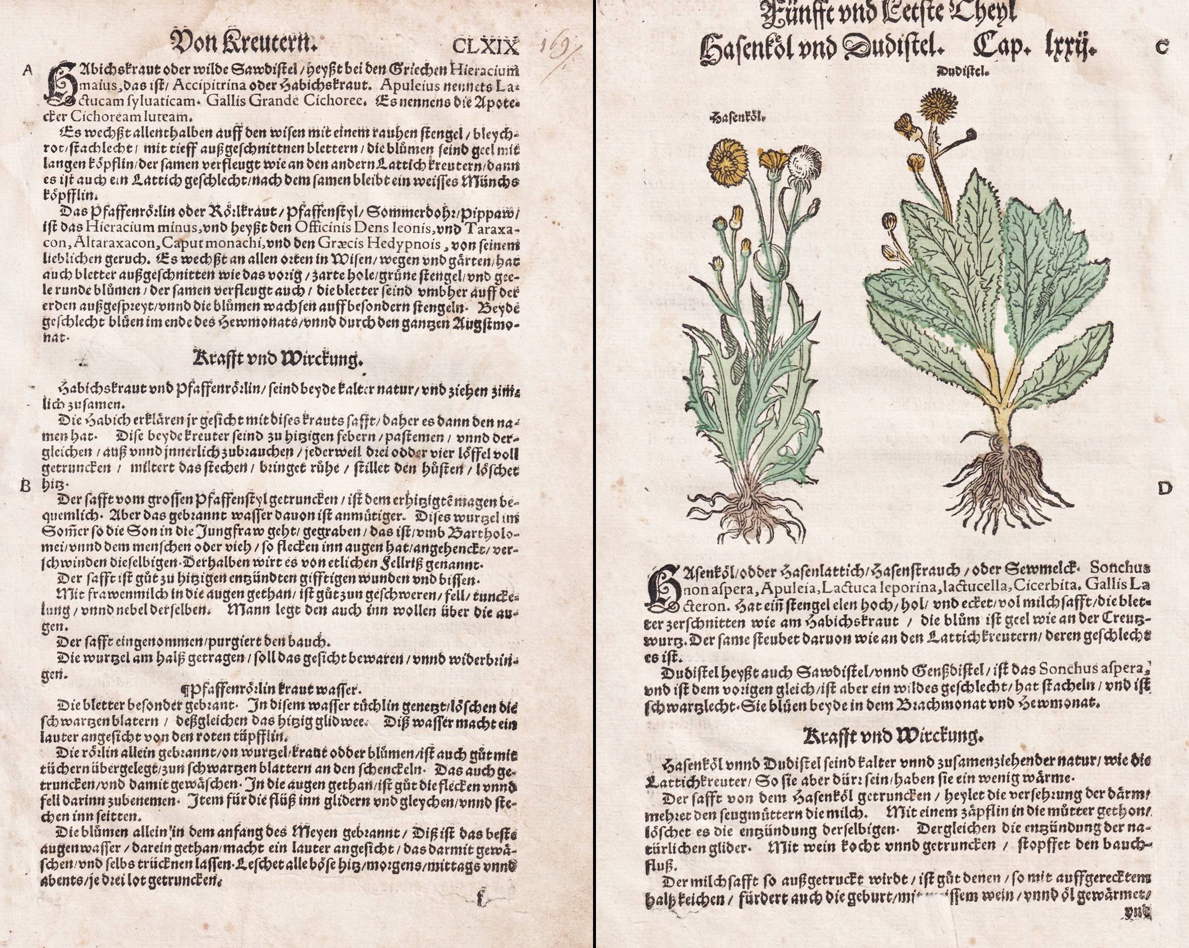 "CLXIX - Habichskraut / Hasenkol und Dudistel" - Hasenkohl ...