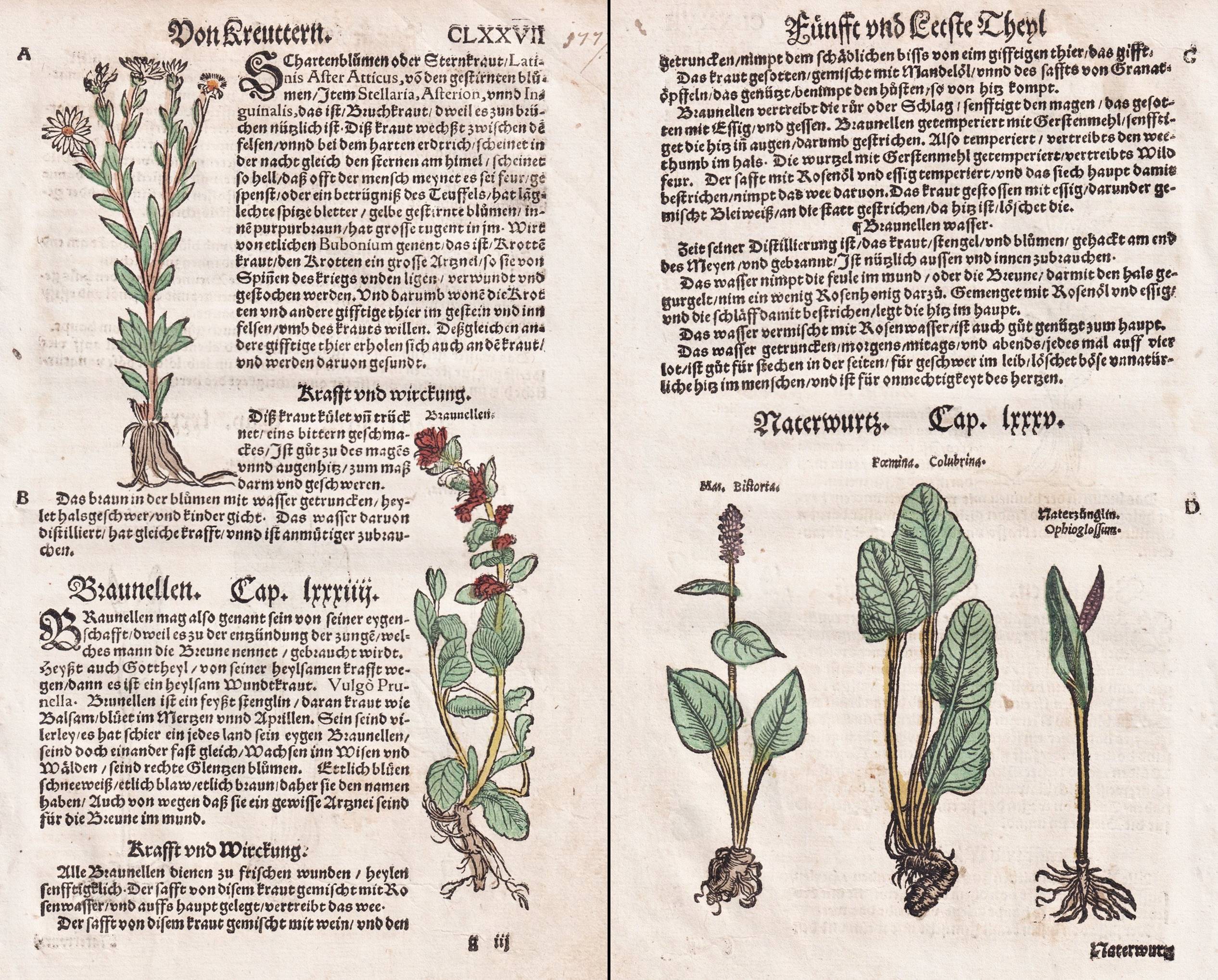 "CLXXVII - Schartenblüm. / Braunelle / Naterwurz" - Braunellen ...